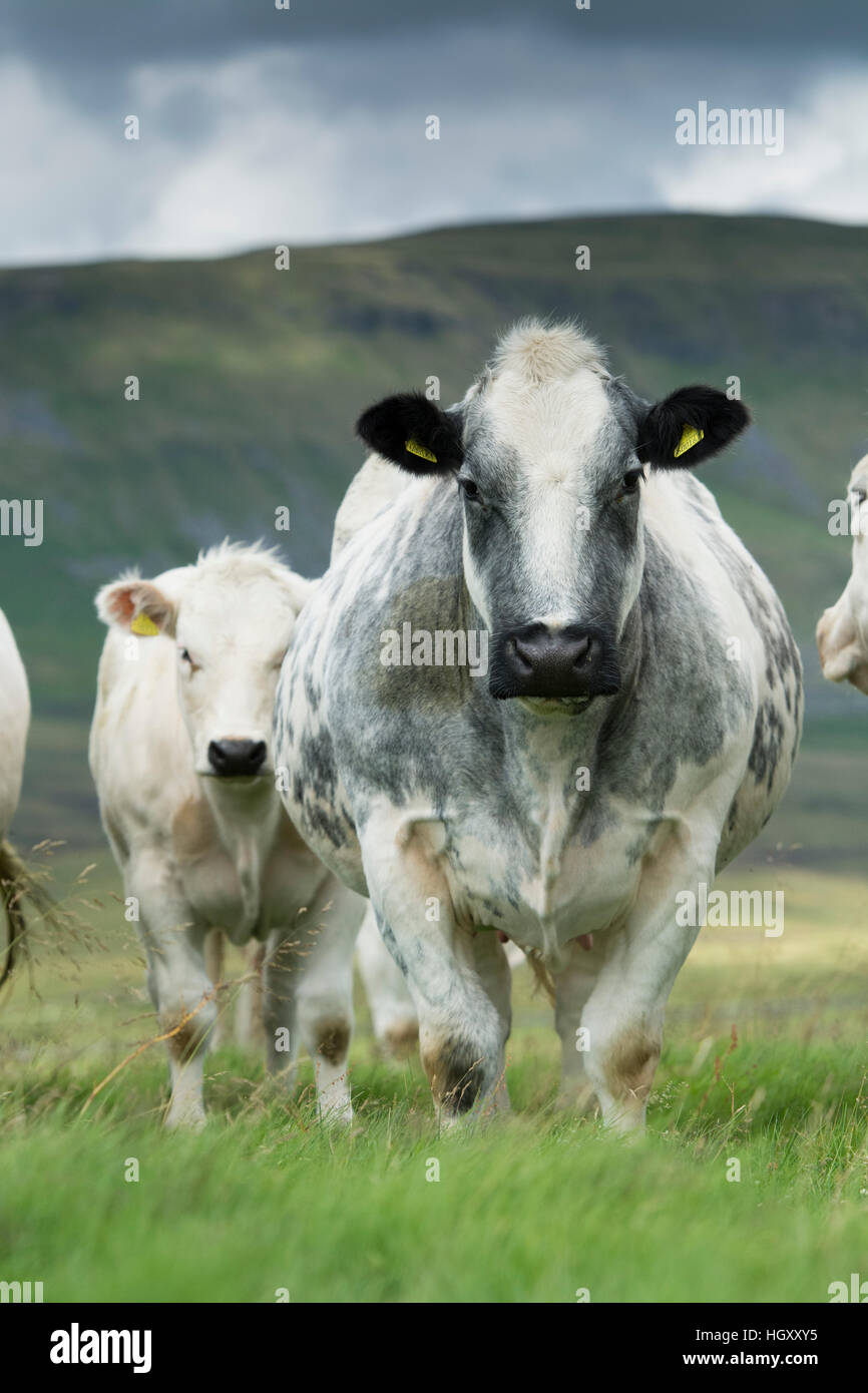 Herd of Pedigree British Blue cattle on upland pasture in North ...