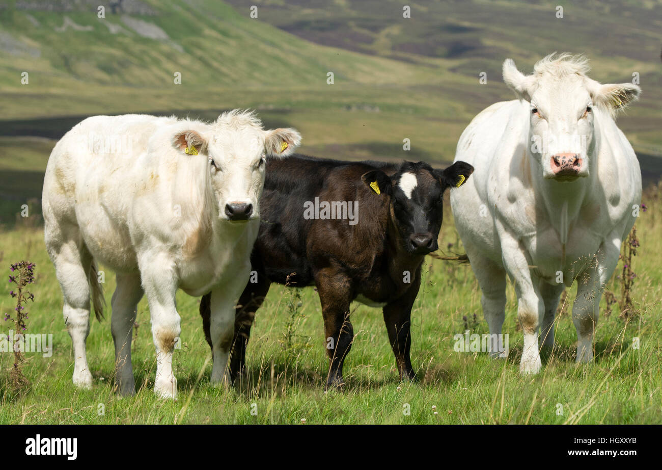 Herd of Pedigree British Blue cattle on upland pasture in North ...