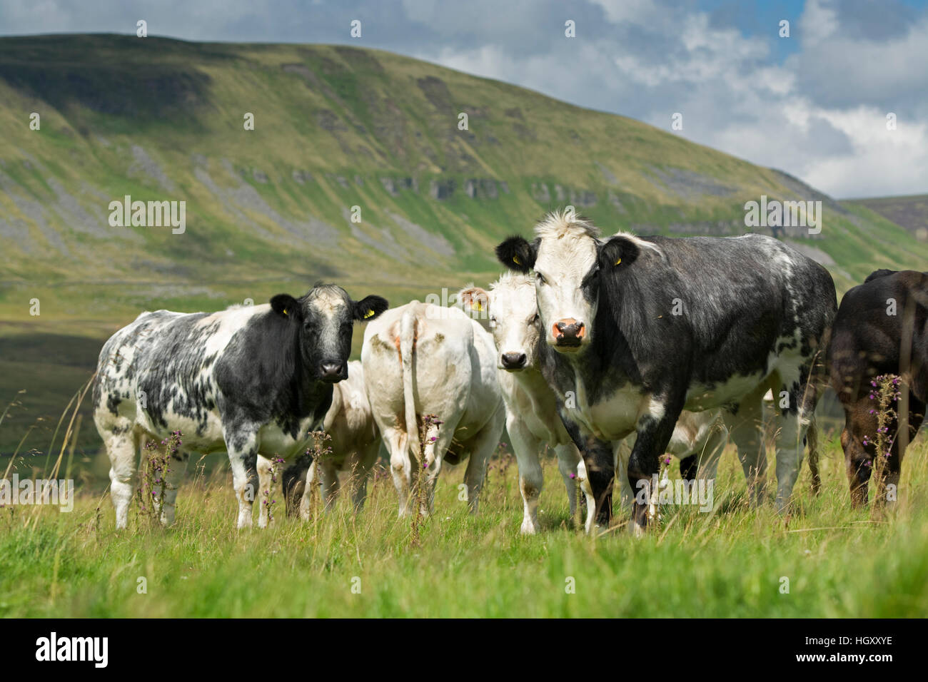 Herd of Pedigree British Blue cattle on upland pasture in North ...