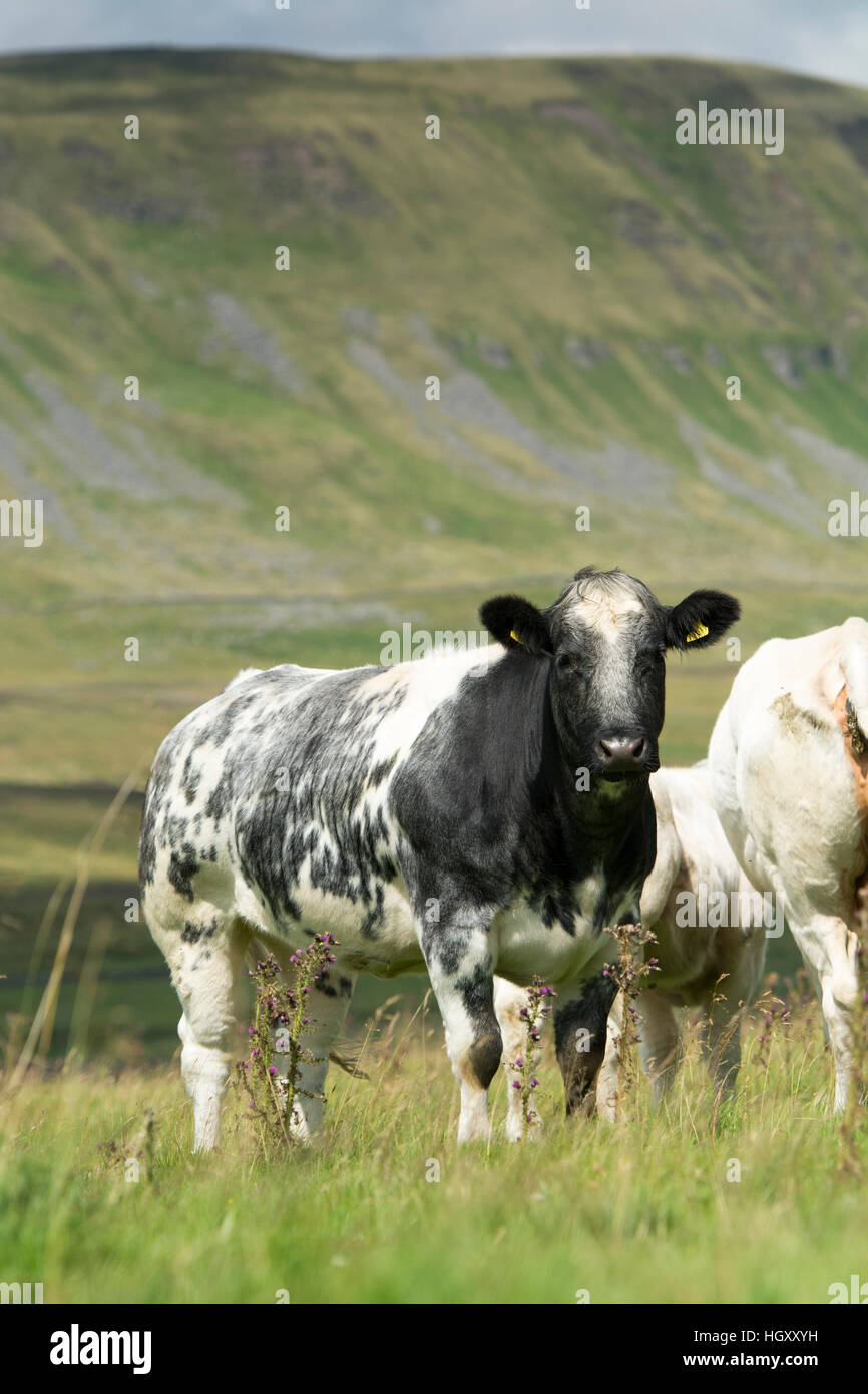Herd of Pedigree British Blue cattle on upland pasture in North ...