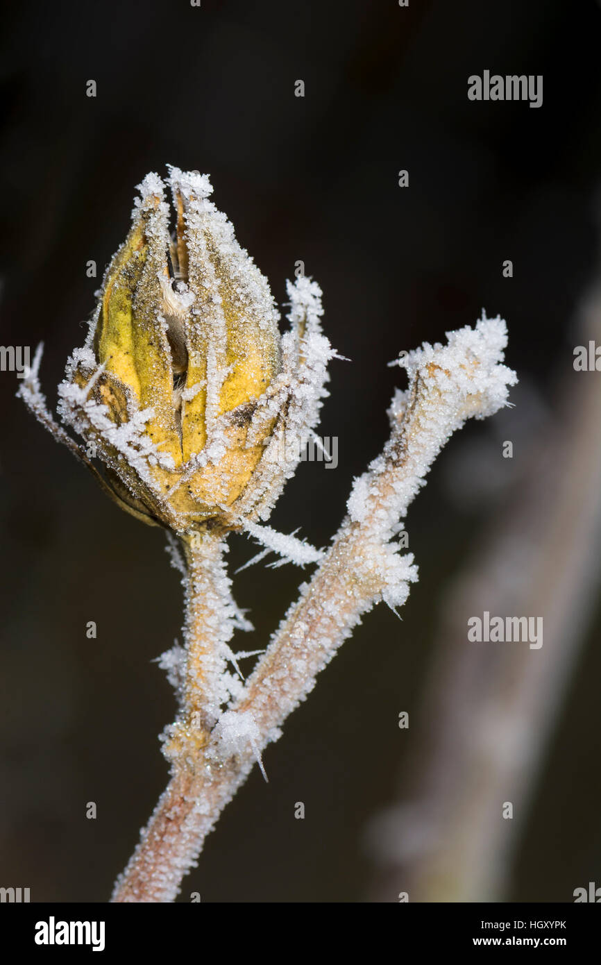 Frosted flower hi-res stock photography and images - Alamy