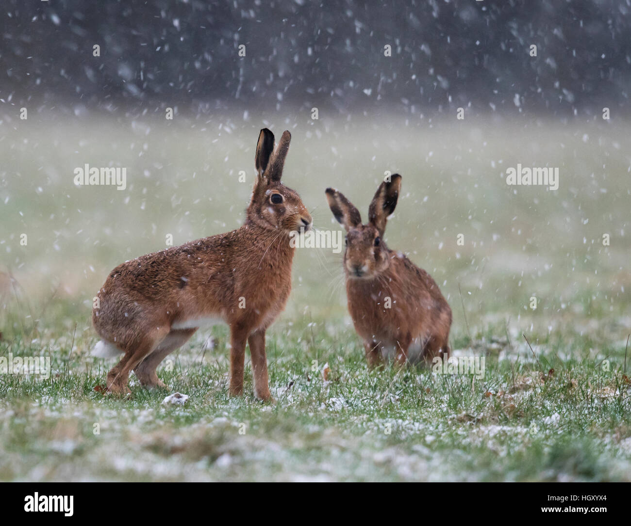 Hares Uk High Resolution Stock Photography and Images - Alamy