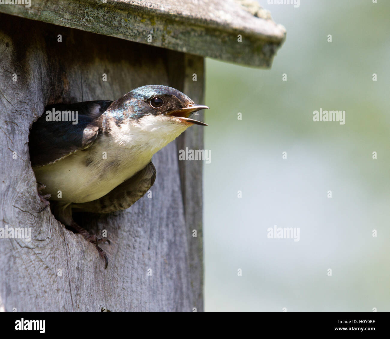 bird sitting in the hole of a homemade birdhouse Stock Photo - Alamy