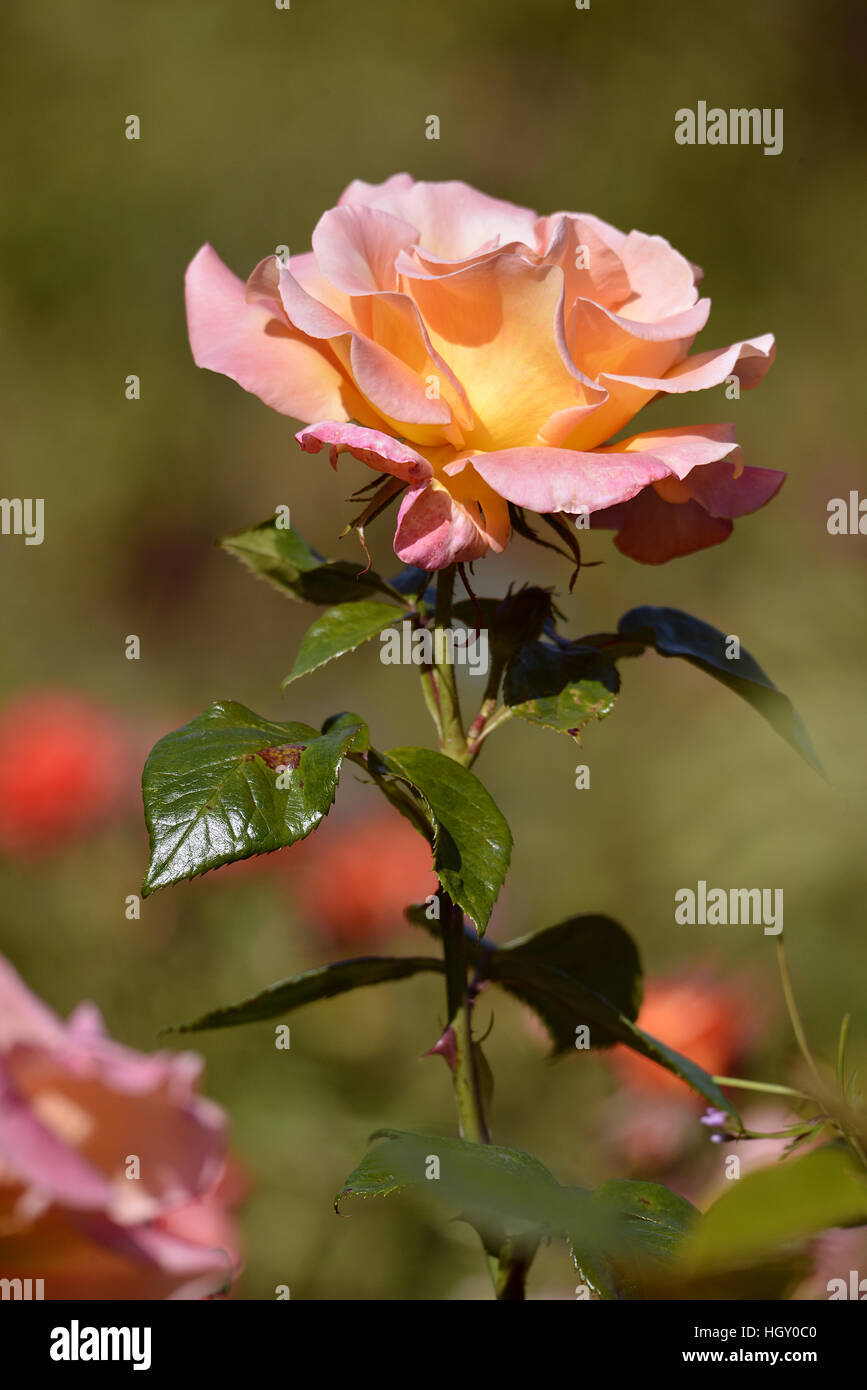 Closeup flower rose hi-res stock photography and images - Alamy