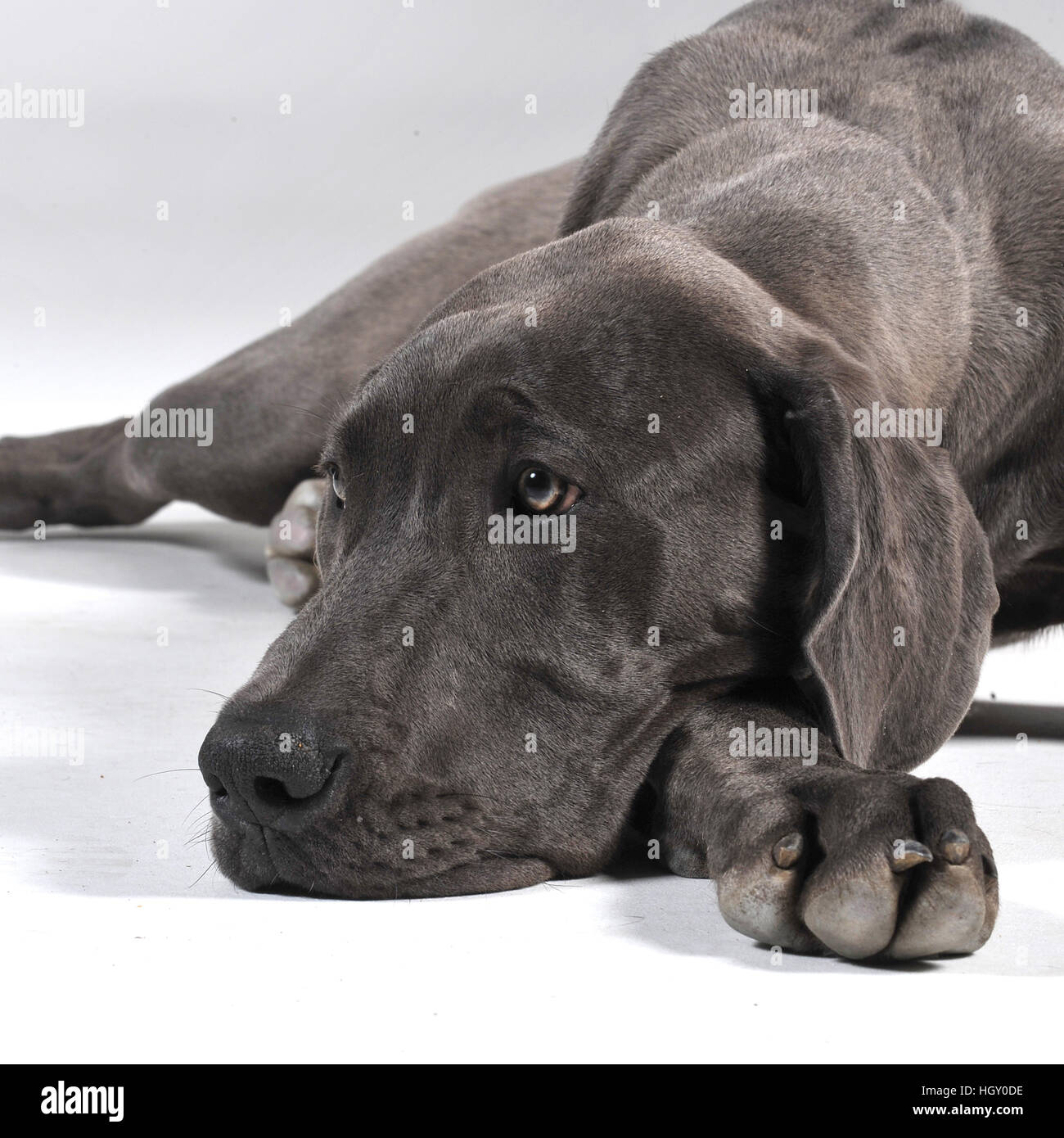 Blue great dane hi-res stock photography and images - Alamy