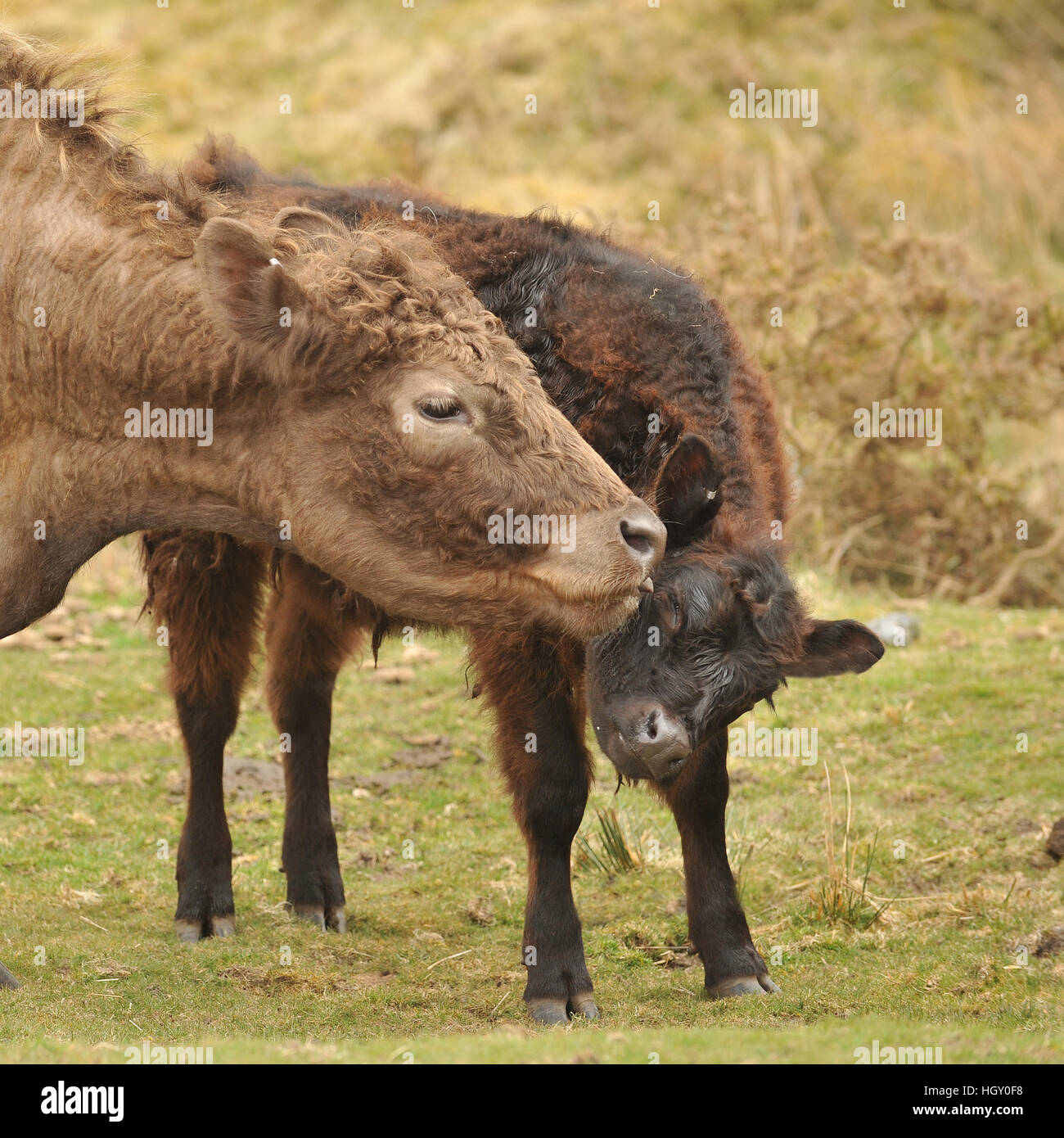 Bond between cows hi-res stock photography and images - Alamy
