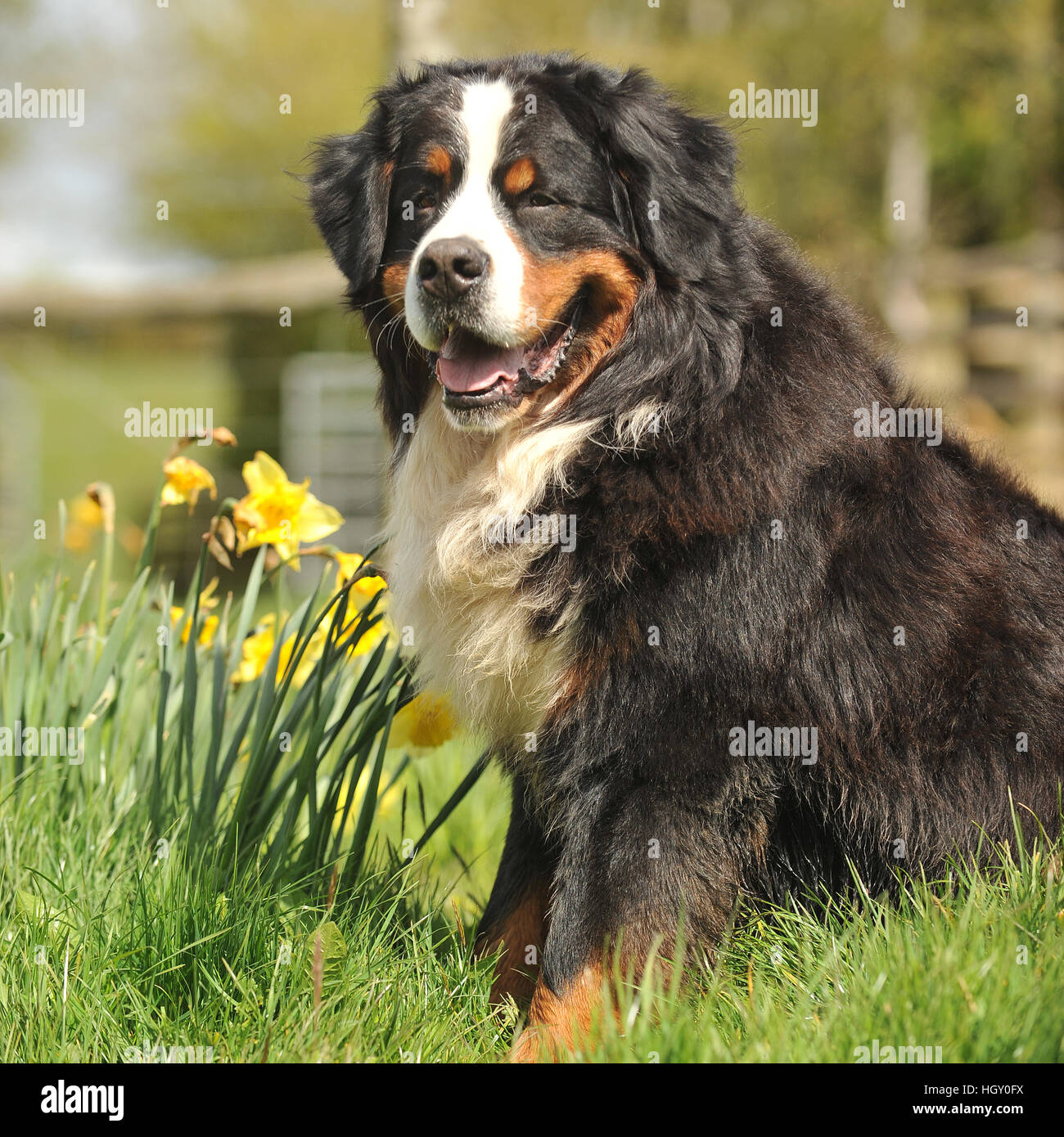 Bernese cattle dog smiling looking to the camera hi-res stock ...