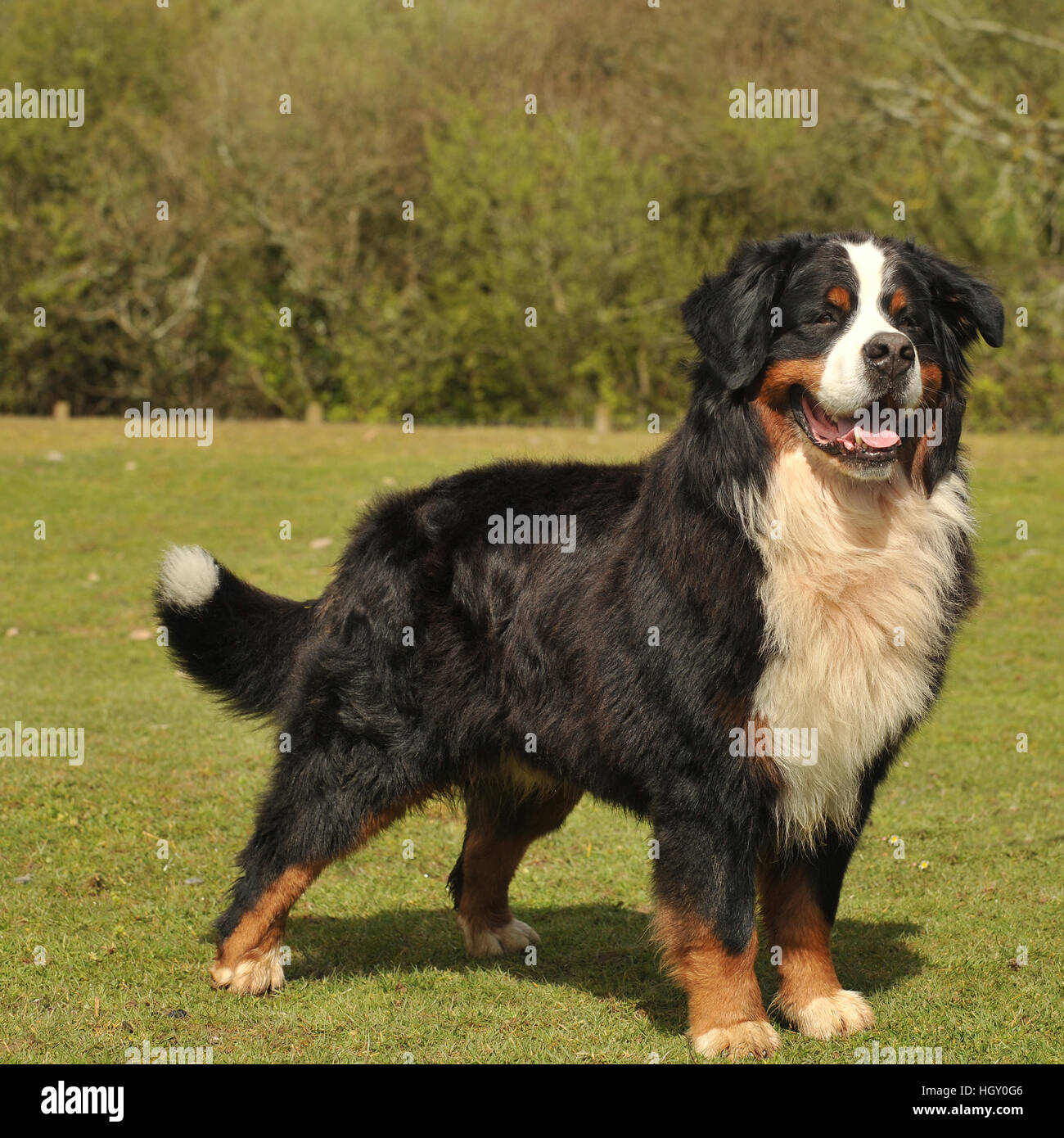 bernese mountain dog Stock Photo - Alamy