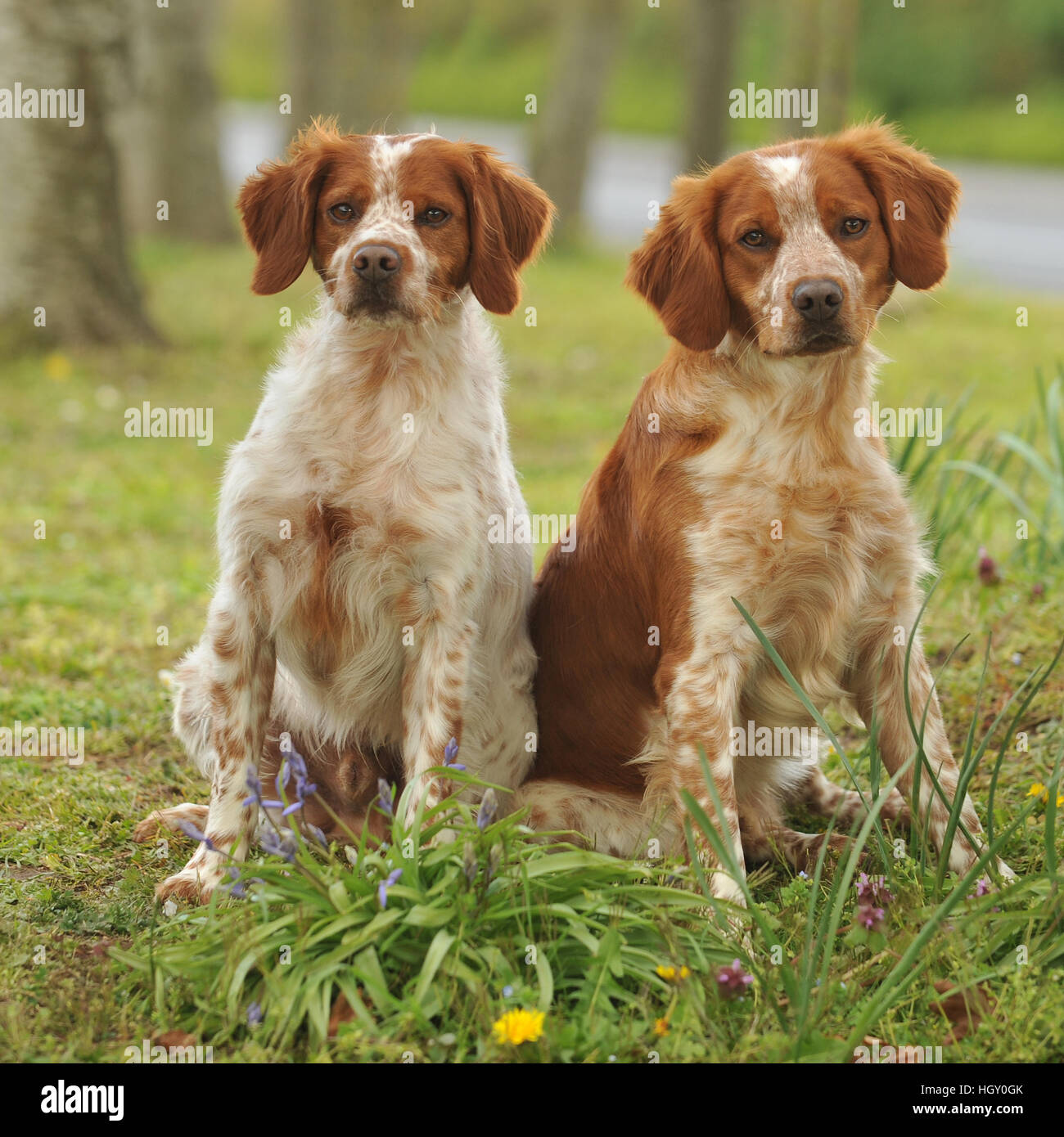 Brittanys High Resolution Stock Photography and Images - Alamy