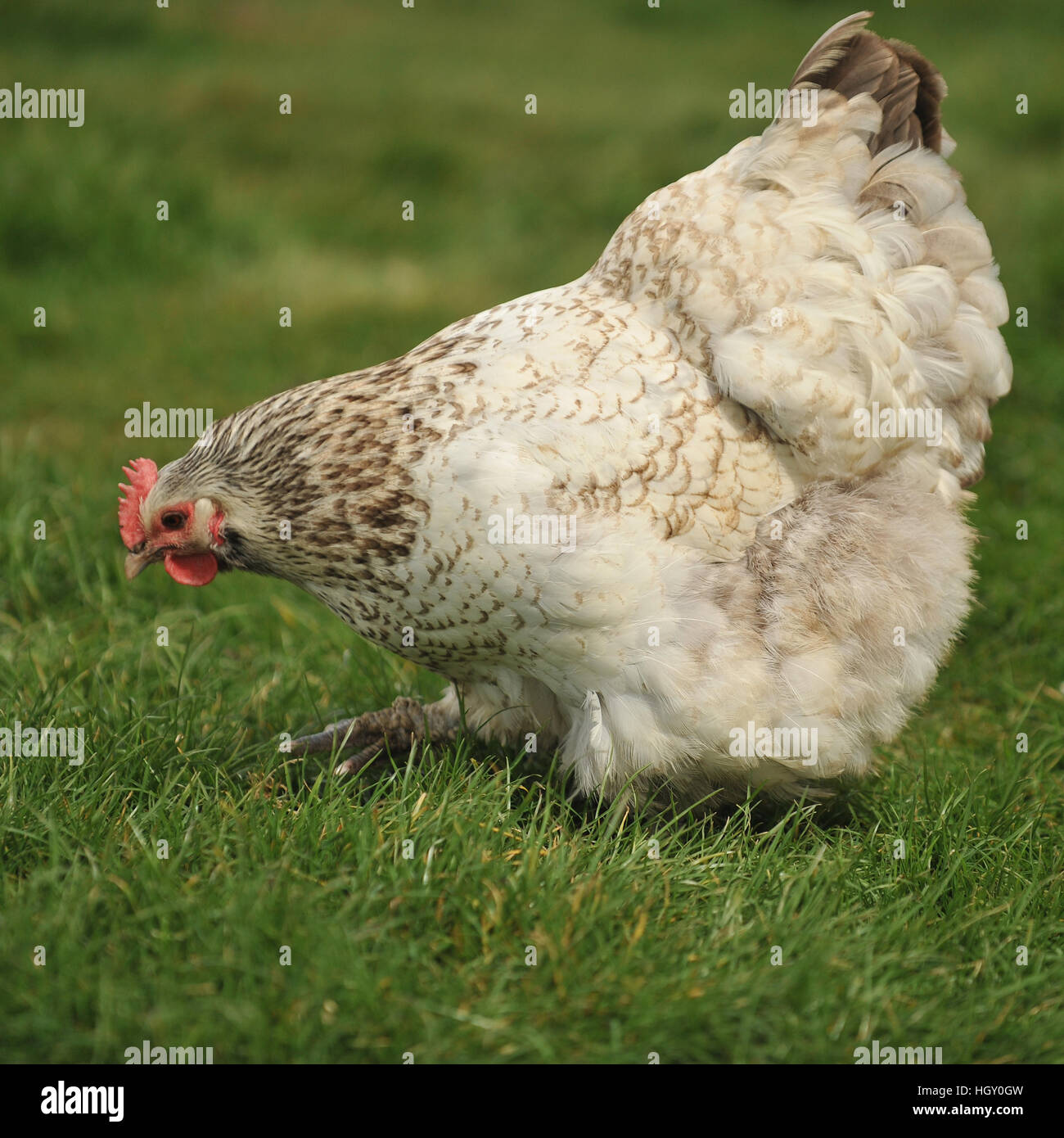 Silver Orpington Hen High Resolution Stock Photography and Images - Alamy