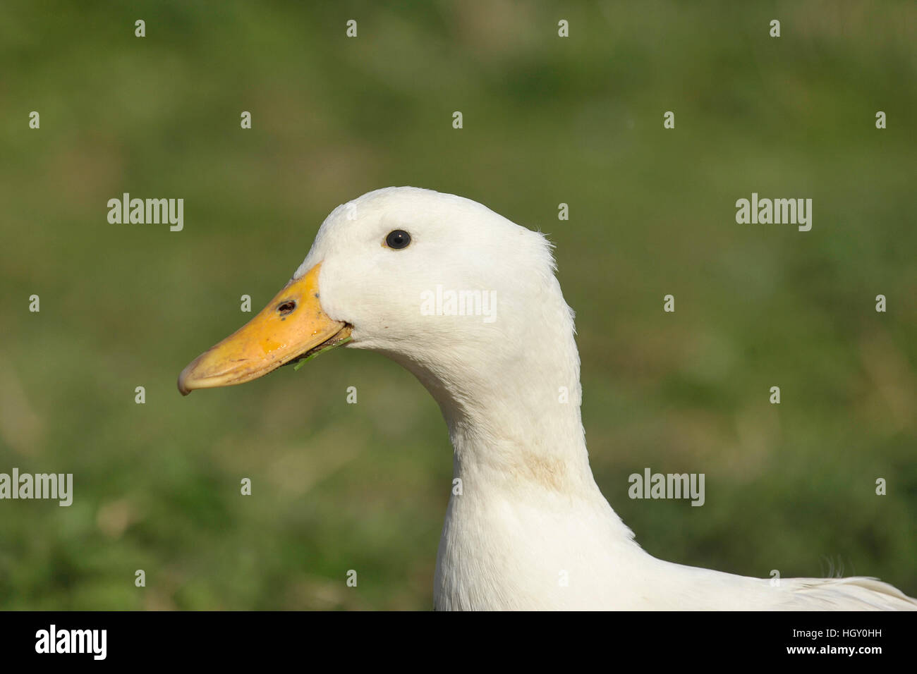 Hybrid Duck High Resolution Stock Photography and Images - Alamy