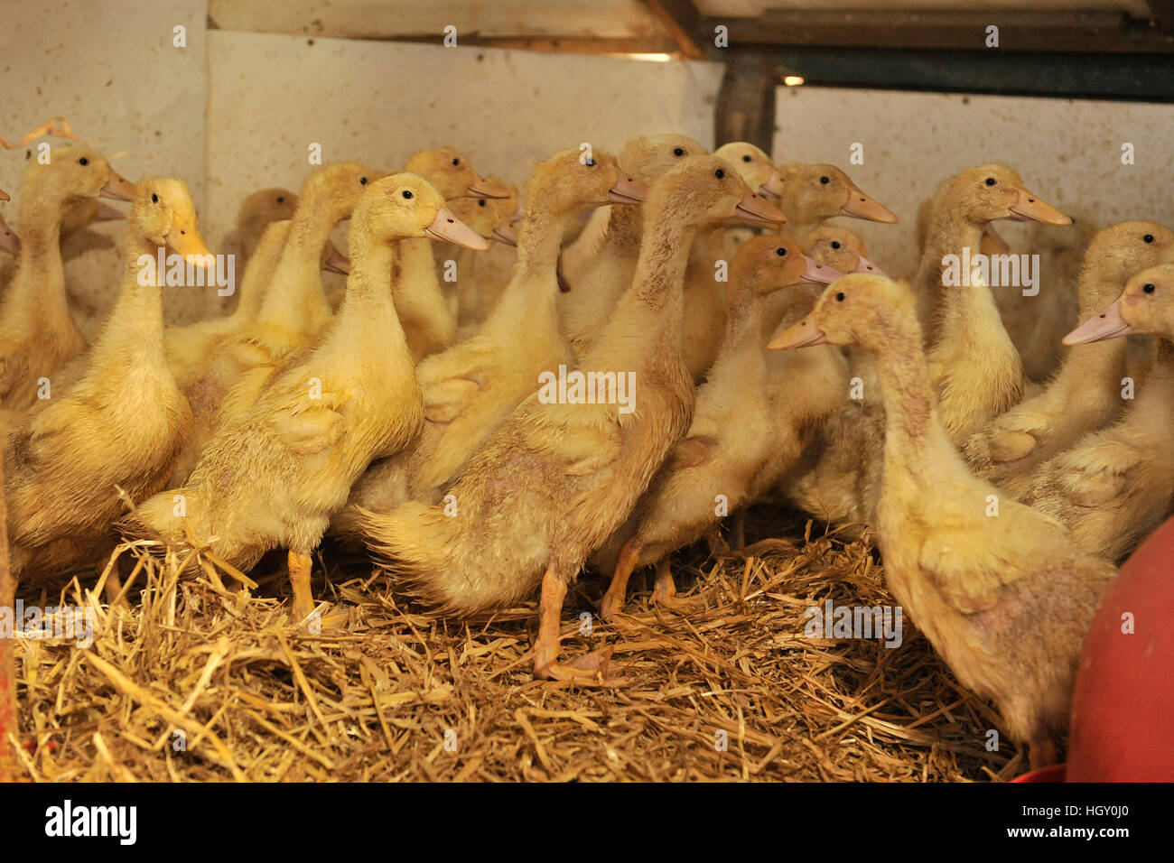 Hybrid Duck High Resolution Stock Photography and Images - Alamy