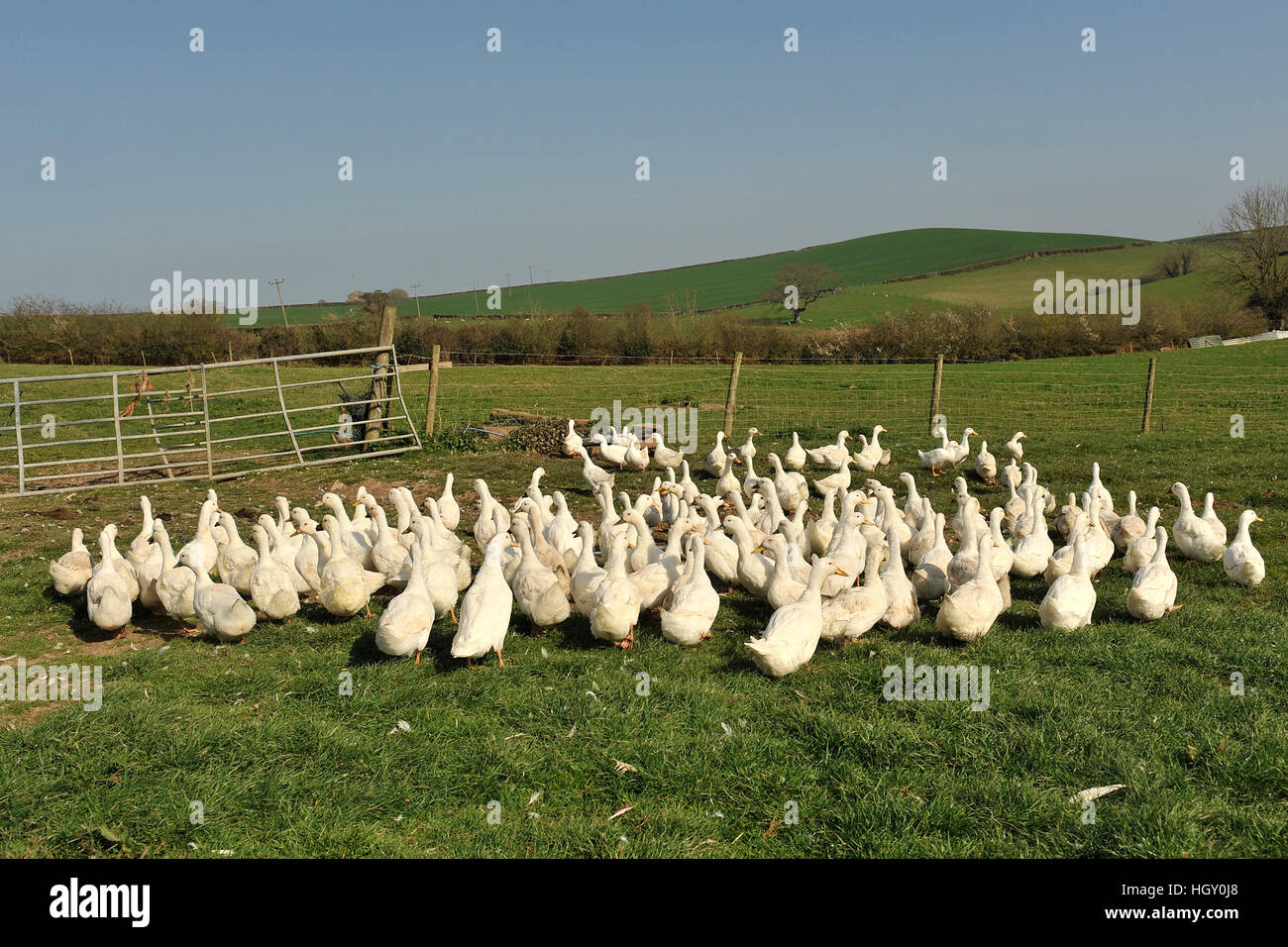 Commercial laying duck farm hi-res stock photography and images - Alamy