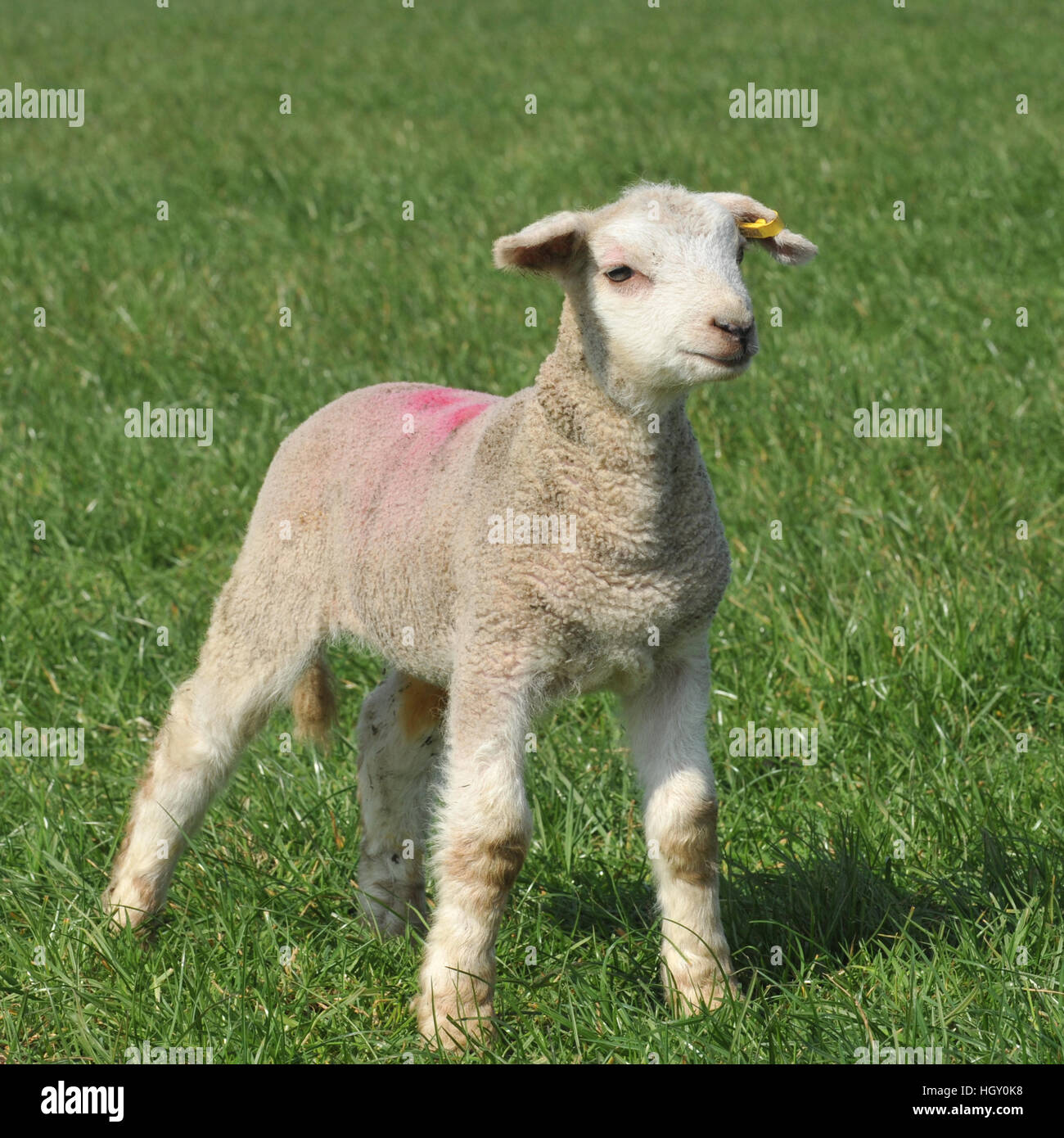 lamb in field Stock Photo - Alamy