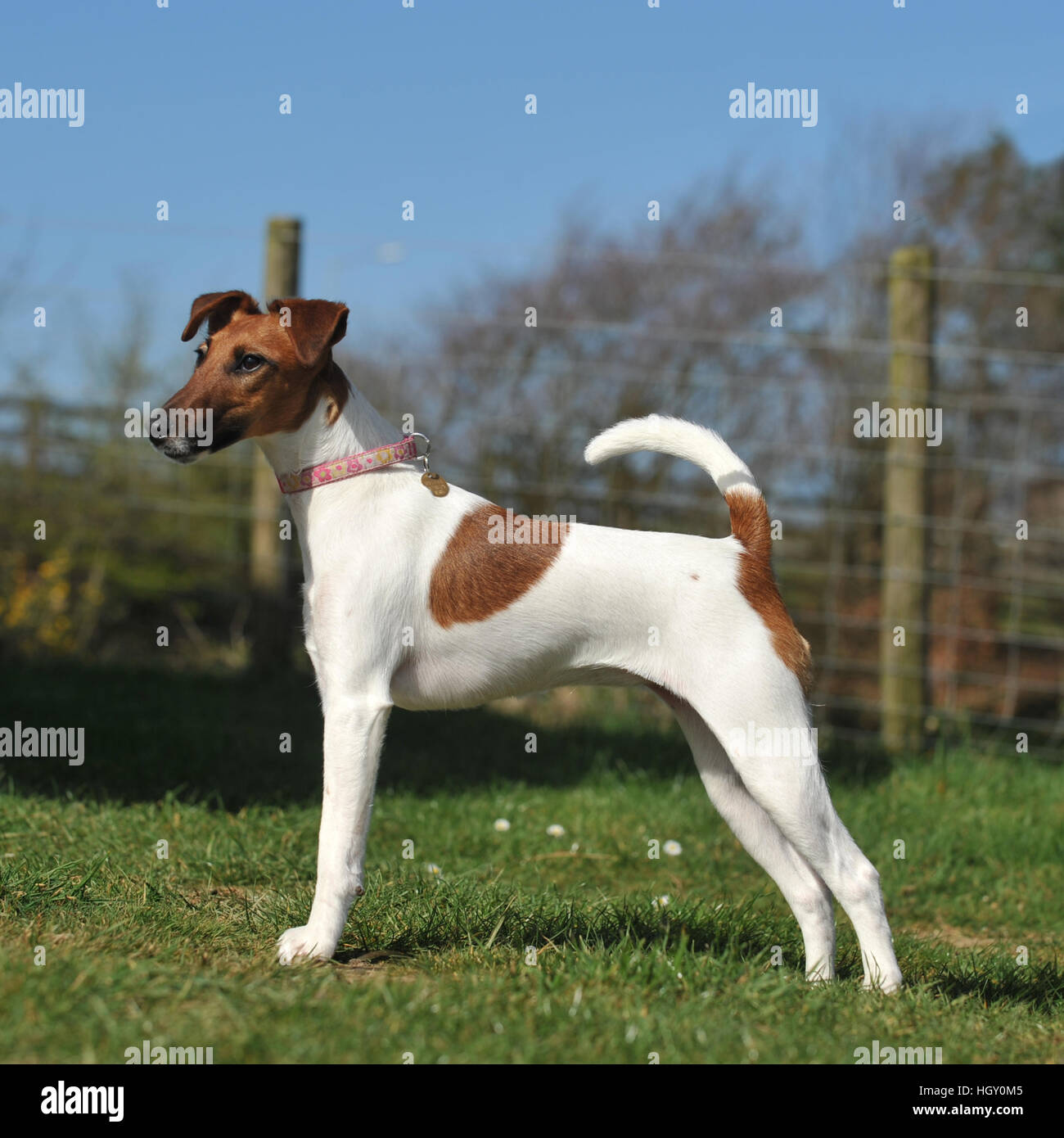 Foxterrier Dog High Resolution Stock Photography and Images - Alamy