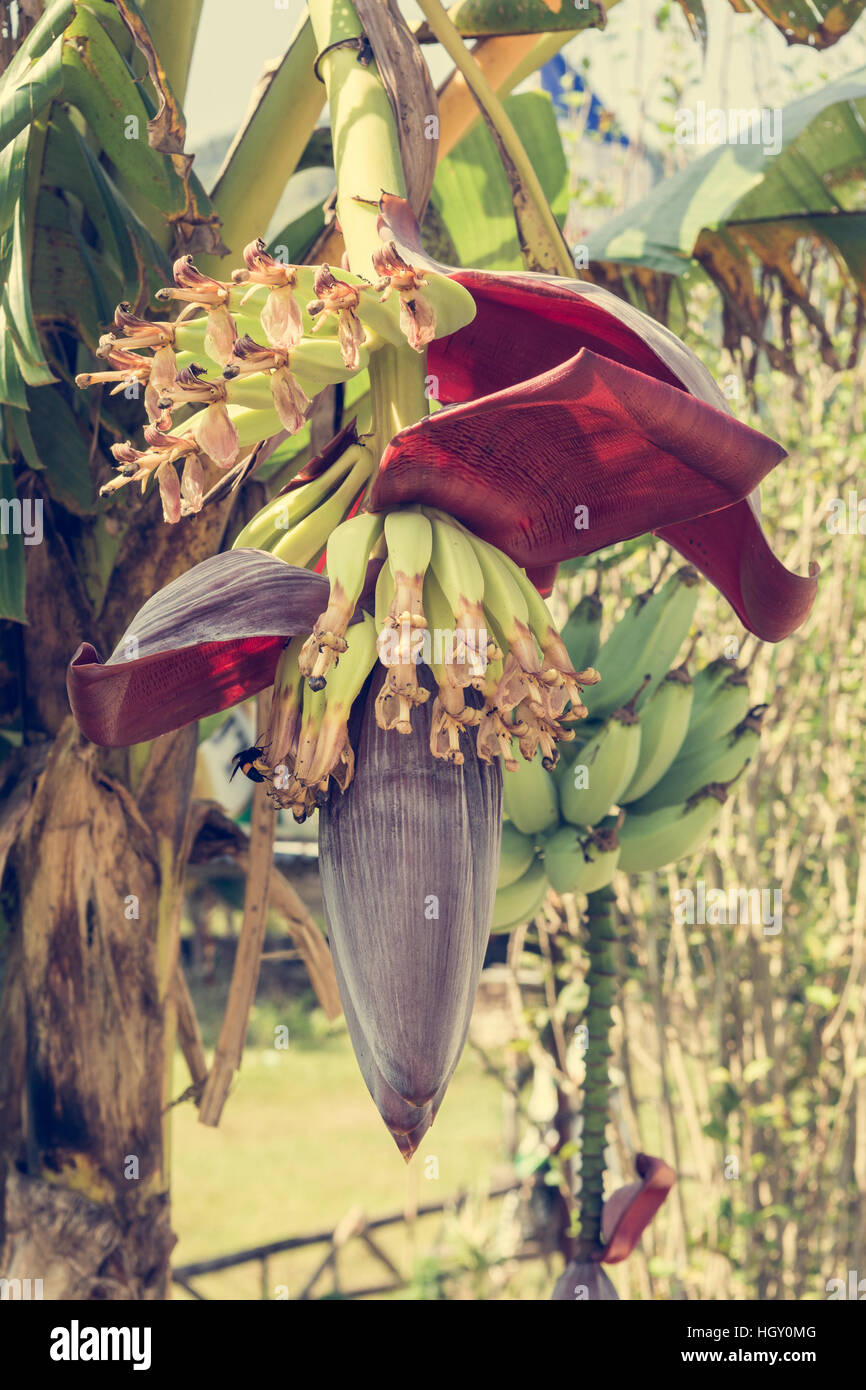 Freshly opened banana flower Stock Photo - Alamy