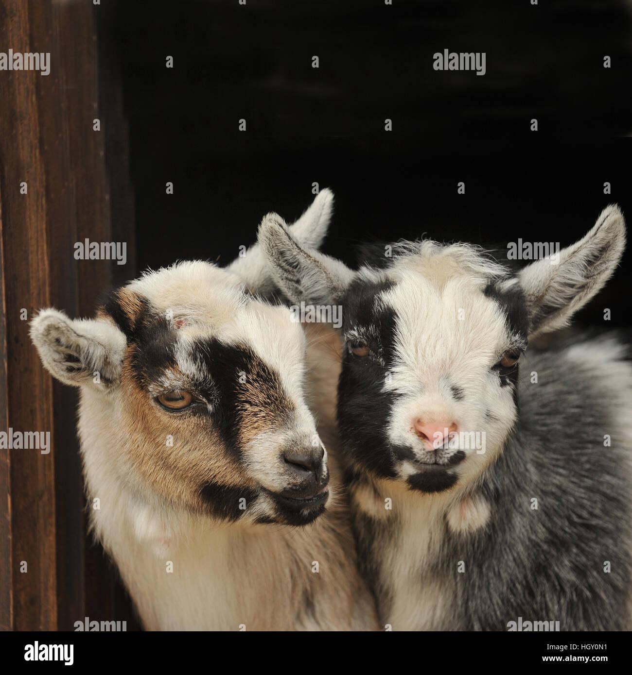 Two female pygmy goats hi-res stock photography and images - Alamy