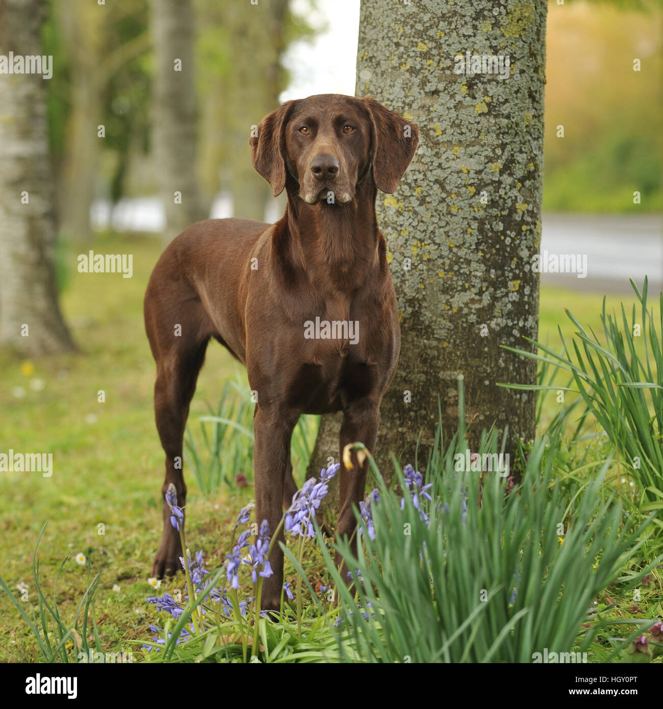 Deutscher Kurzhaariger Vorstehhund High Resolution Stock Photography ...