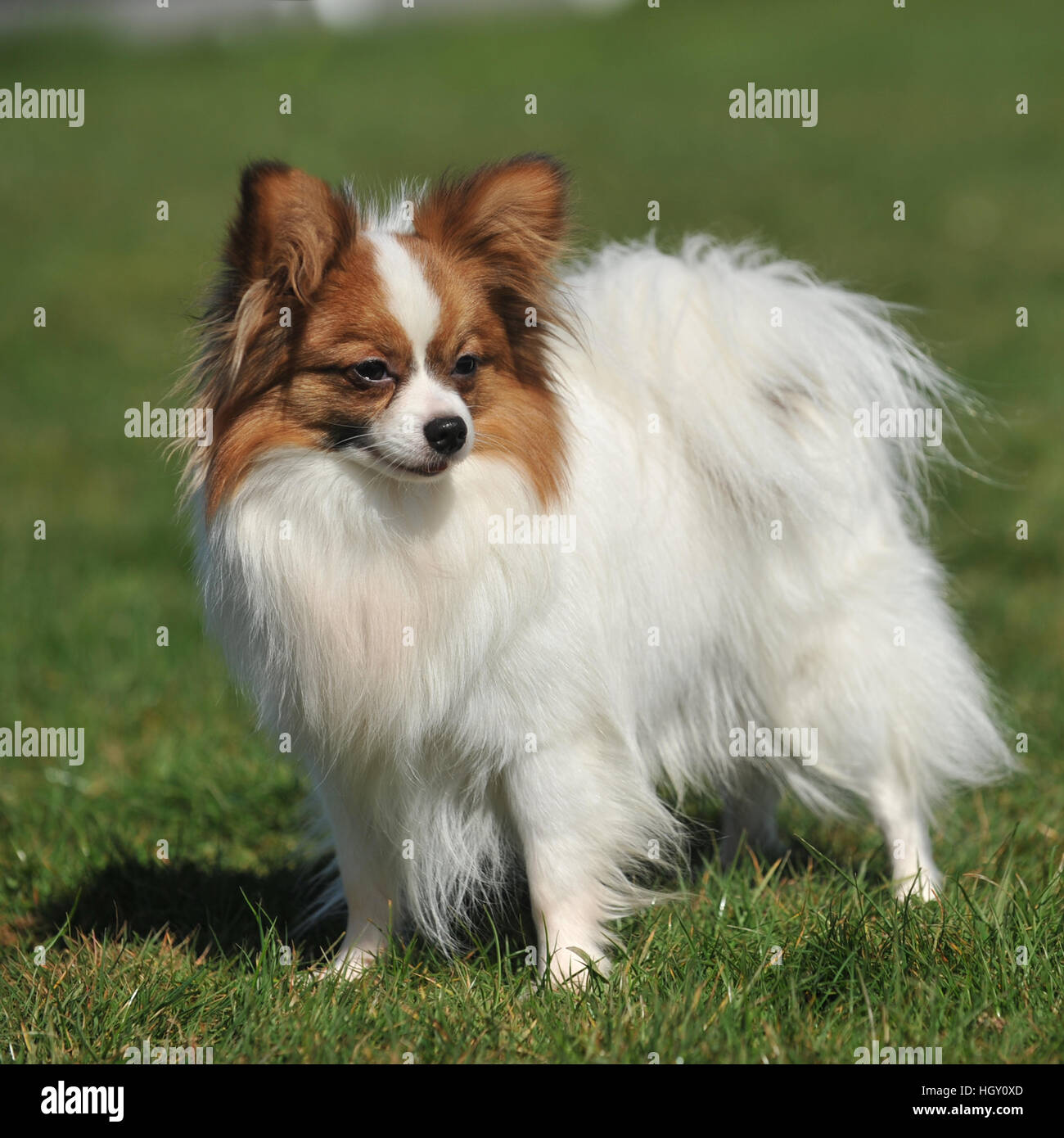 Papillon Breed High Resolution Stock Photography and Images - Alamy