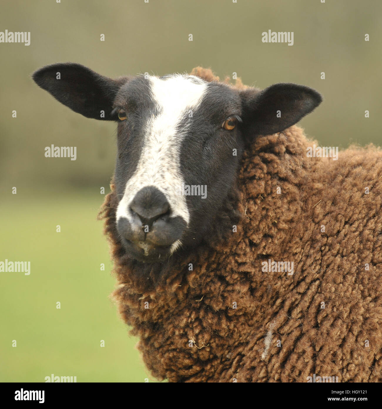 Pure bred sheep hi-res stock photography and images - Alamy