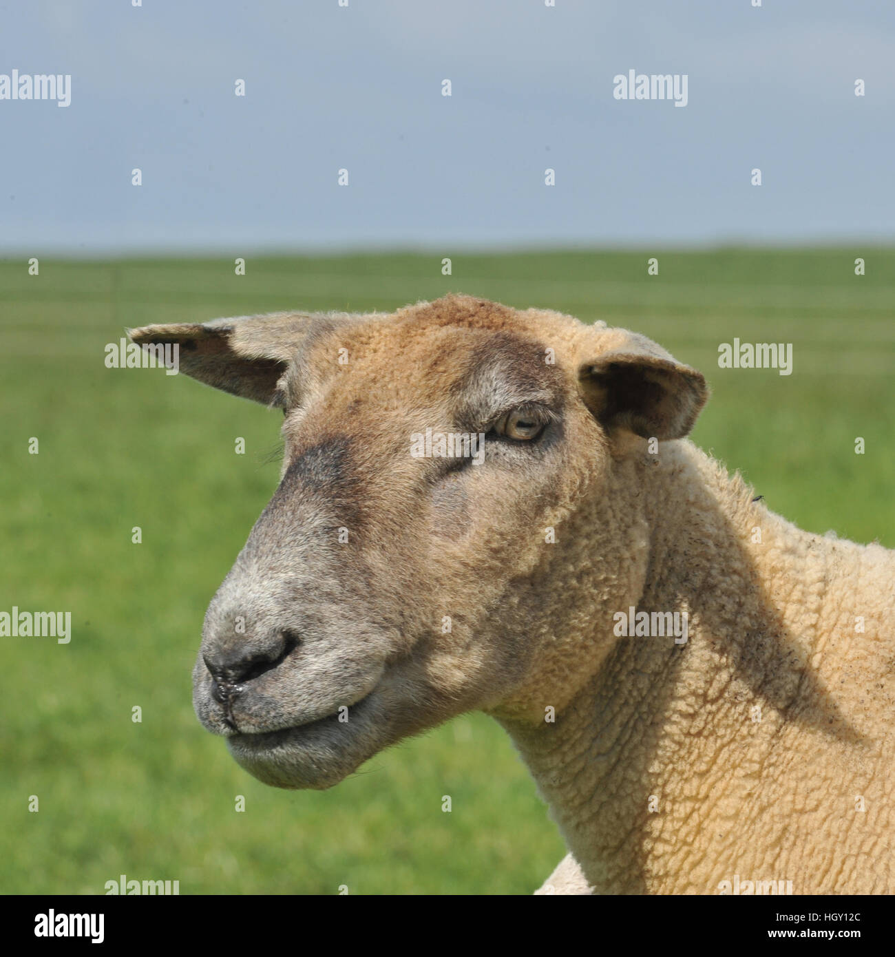 Bleu de maine hi-res stock photography and images - Alamy