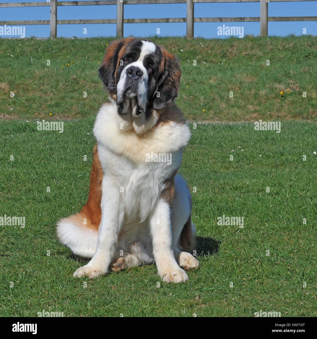 Alpine Mastiff Stock Photos & Alpine Mastiff Stock Images - Alamy