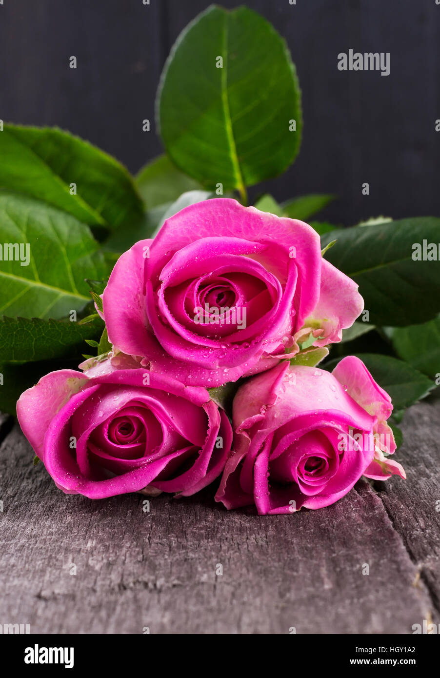 Pink roses against a dark background Stock Photo - Alamy
