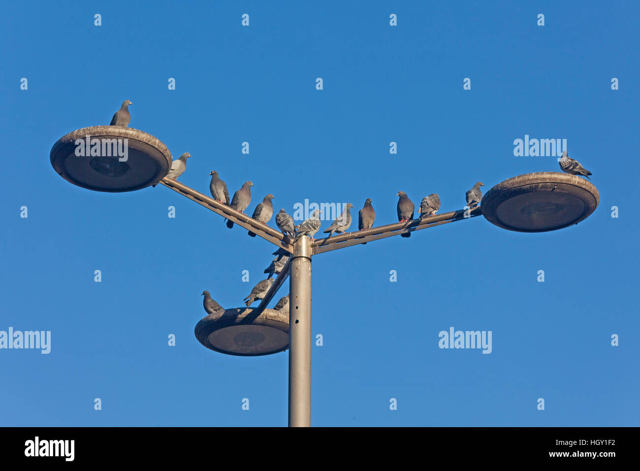 Pigeons gathering on a lamp standard at a roundabout at the southern ...