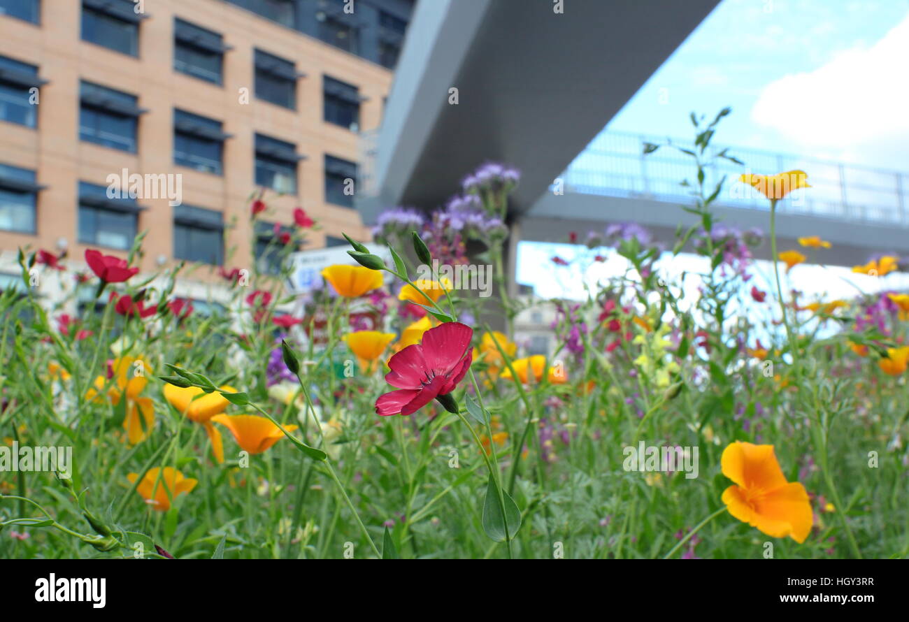 An urban wildflower meadow on Park Square roundabout below walkways in ...