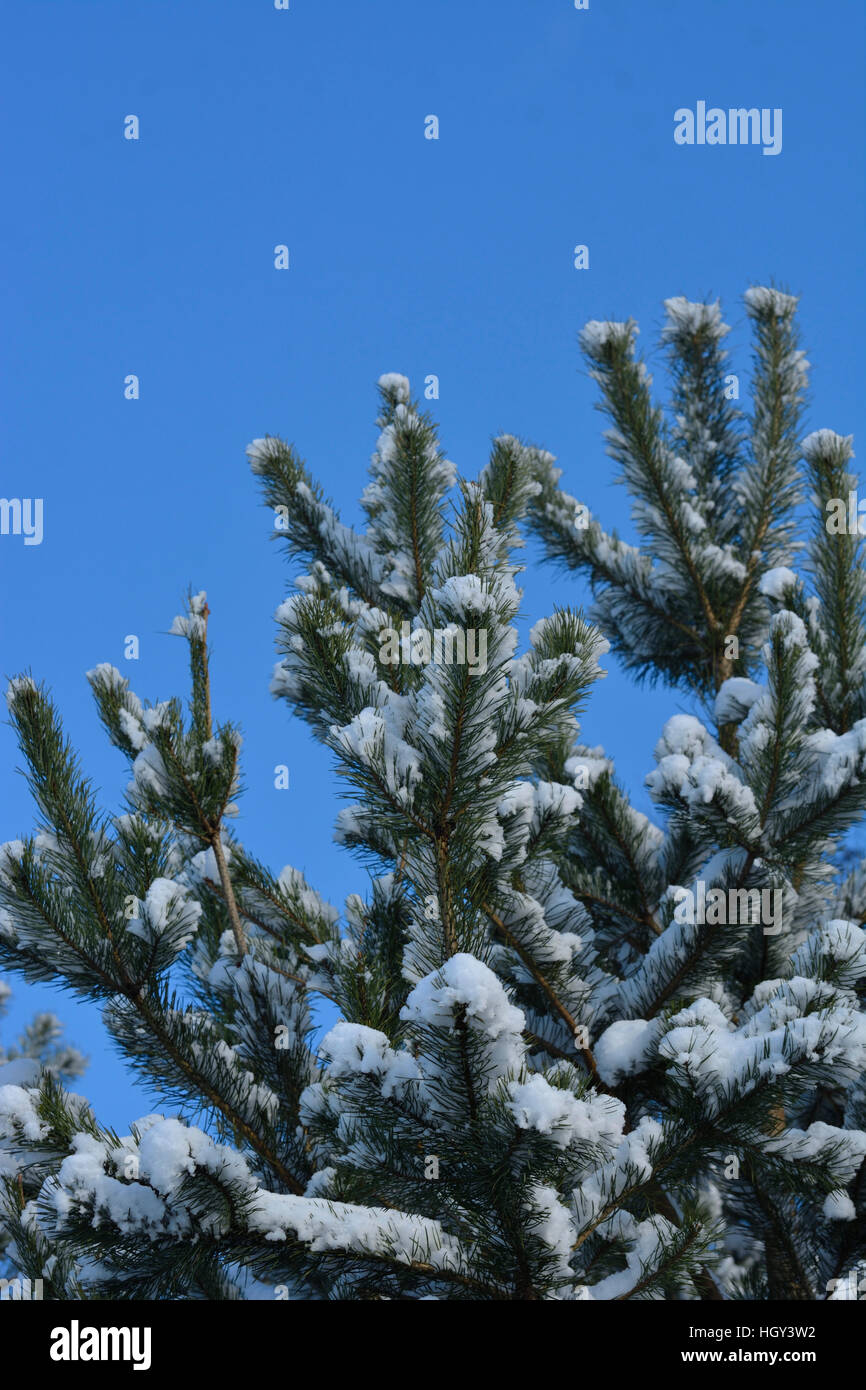 Upright pine needles hi-res stock photography and images - Alamy