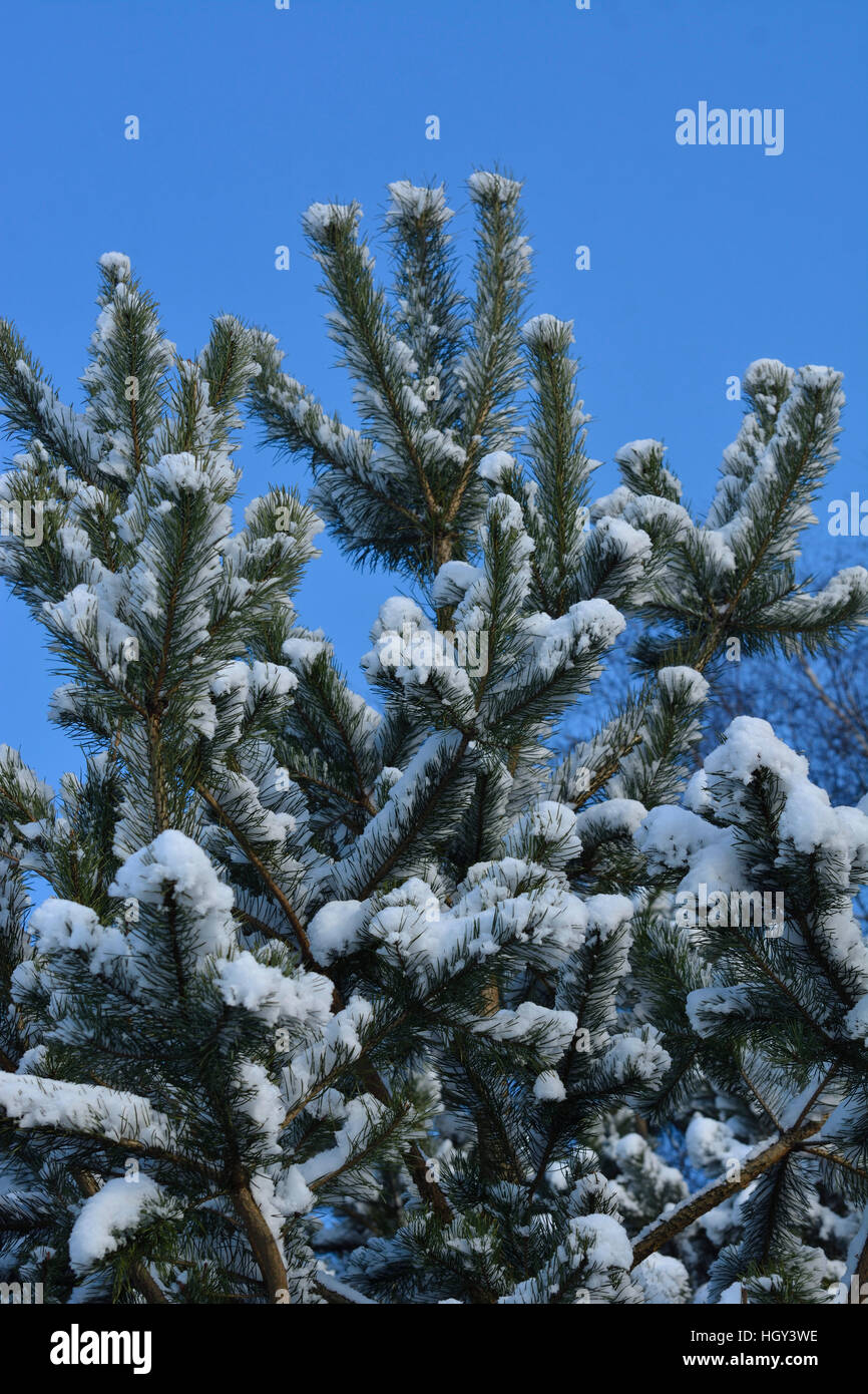 Upright pine needles hi-res stock photography and images - Alamy