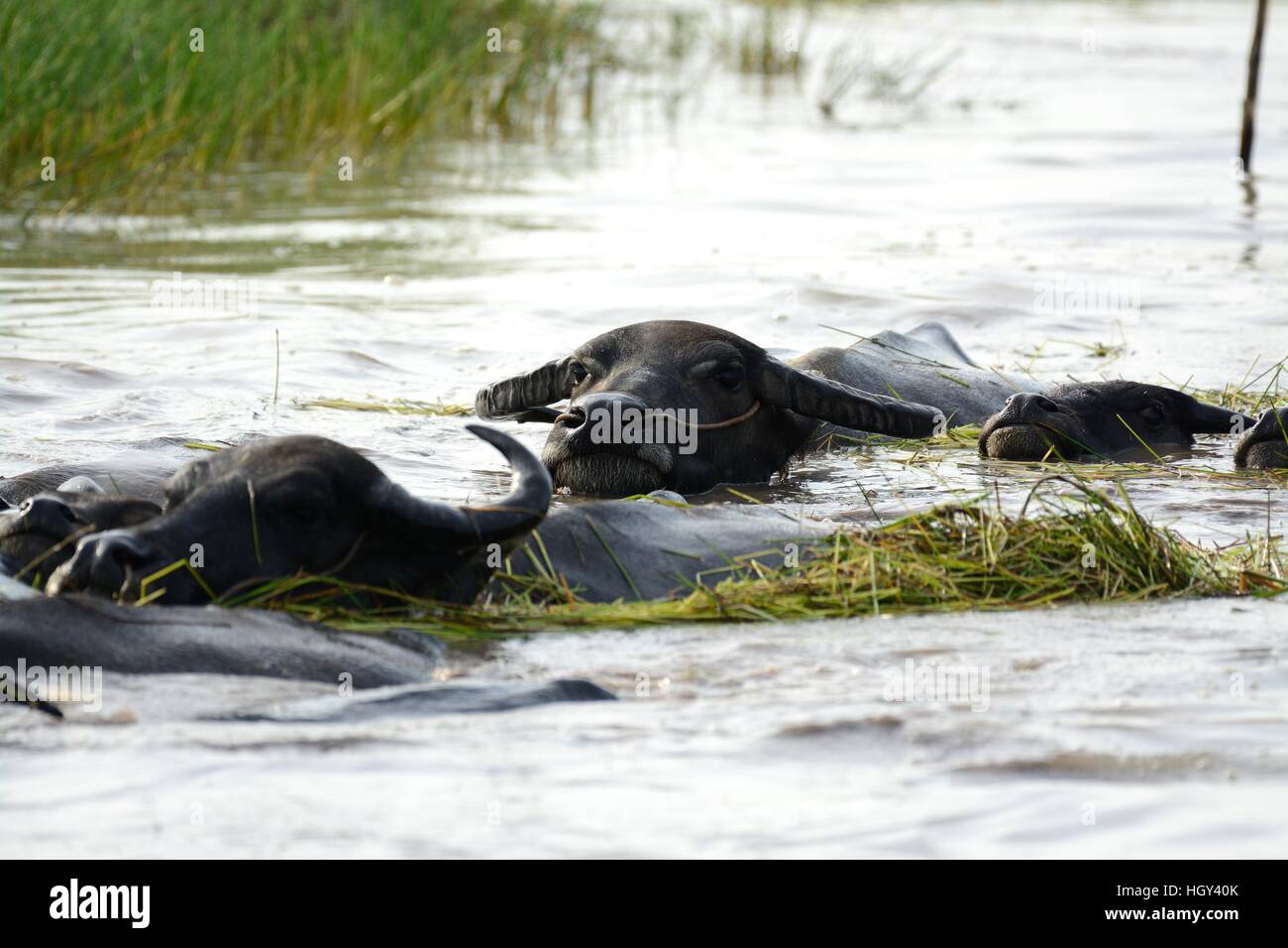 Water buffalo in river hi-res stock photography and images - Alamy