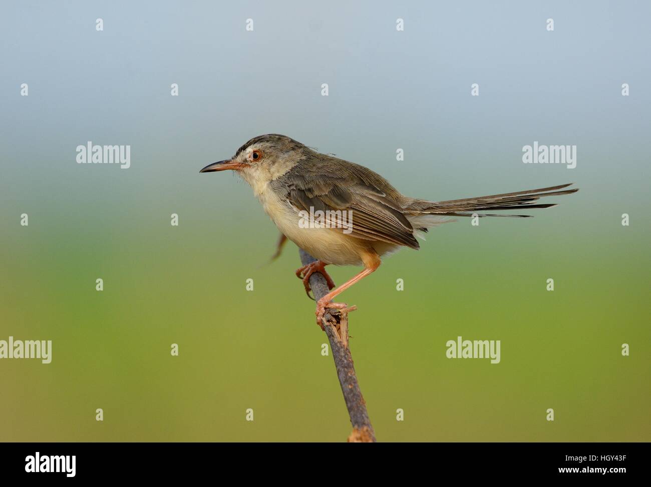 Prina inornata hi-res stock photography and images - Alamy