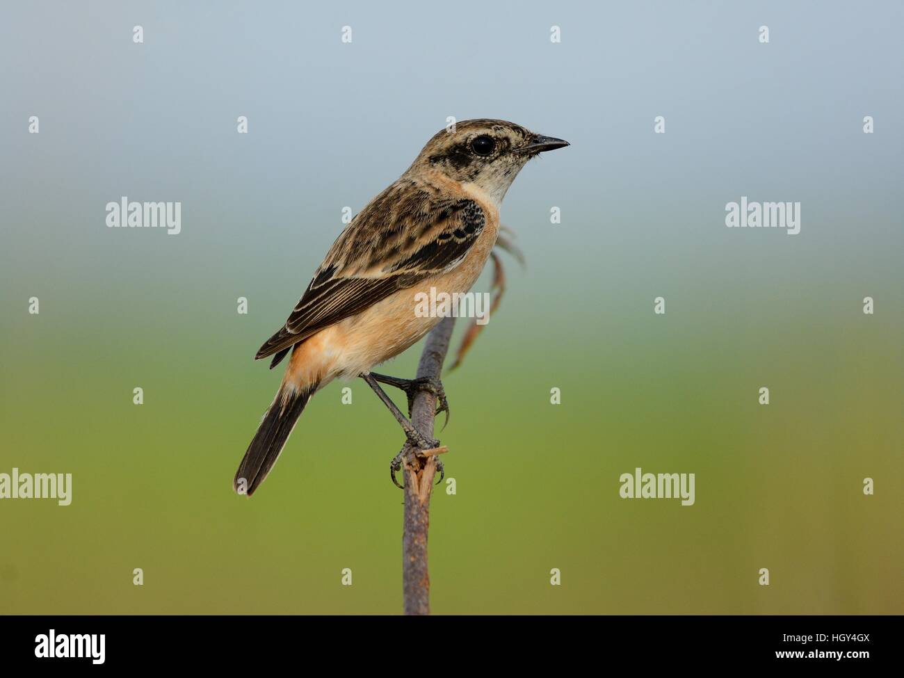 beautiful female Eastern Stonechat (Saxicola stejnegeri) standing on ...
