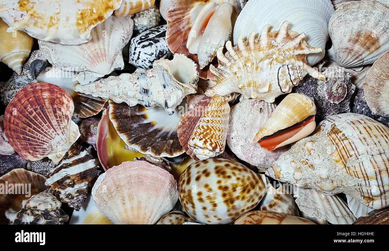 Shell collection hi-res stock photography and images - Alamy