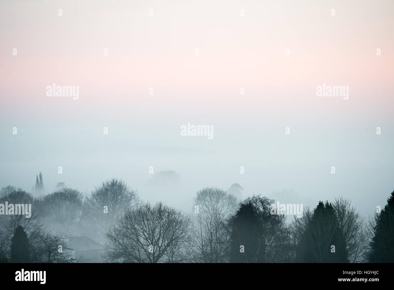 Foggy Forest Tree Tops Sunrise Stock Photo - Alamy
