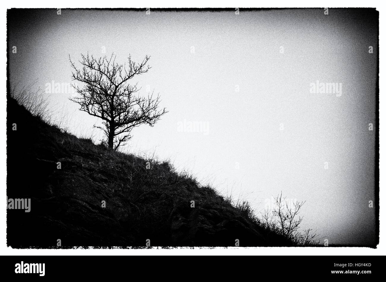 Tree, silhouette, hillside Stock Photo - Alamy