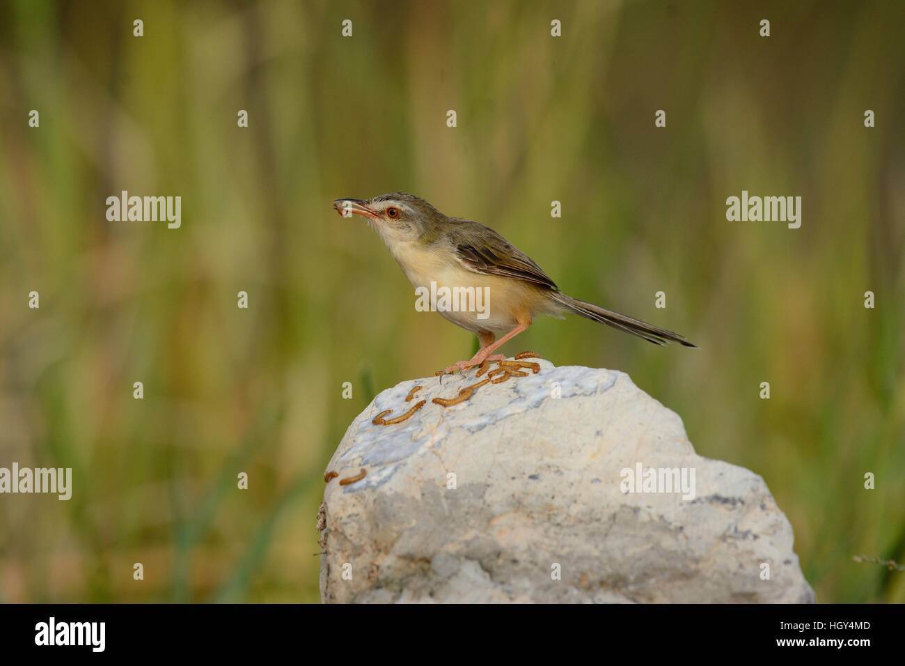 beautiful plain prina (Prina inornata) possing on log in forest of ...