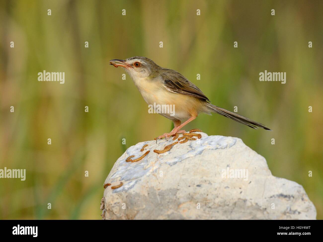 Prina inornata hi-res stock photography and images - Alamy