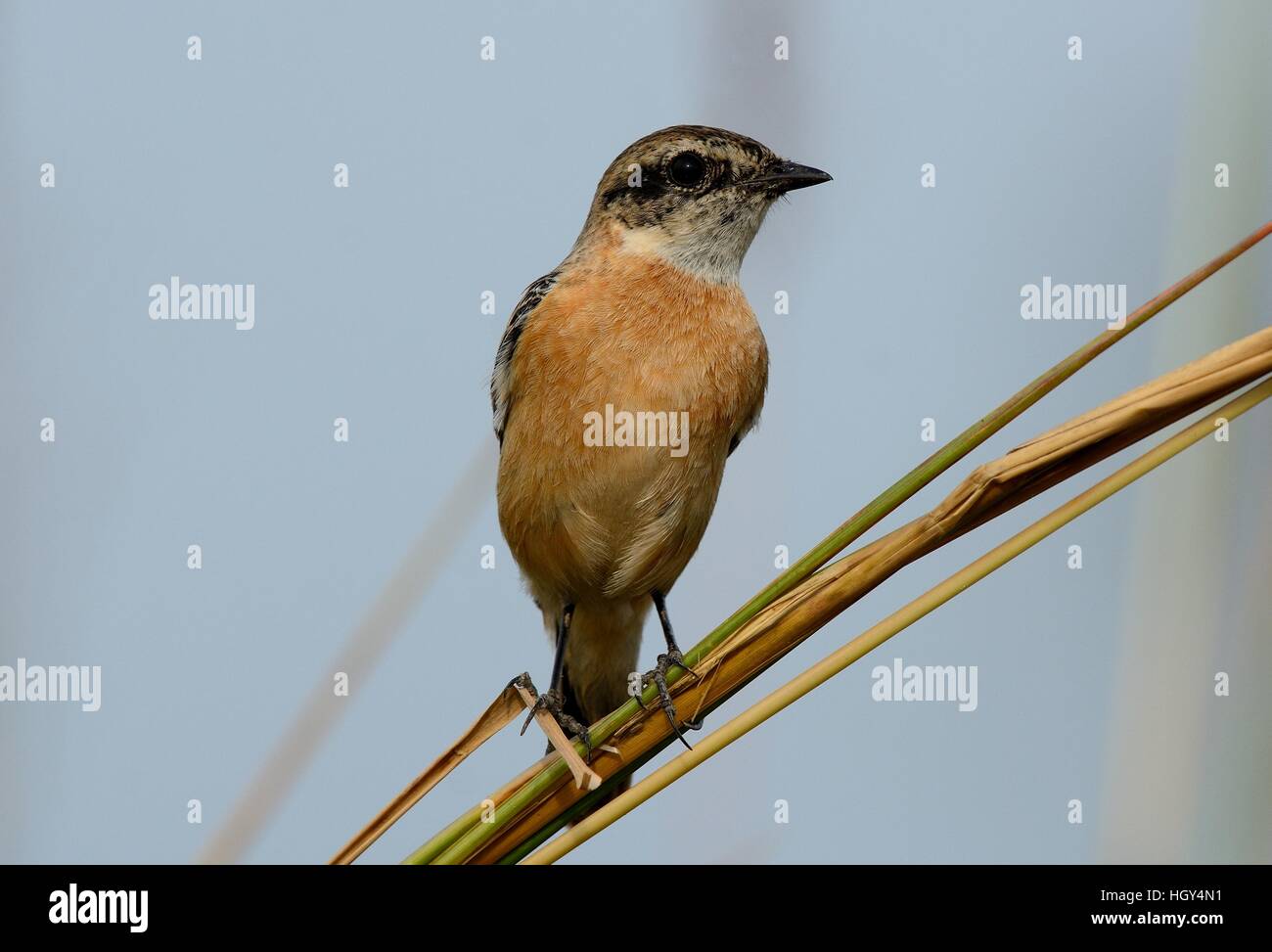 beautiful female Eastern Stonechat (Saxicola stejnegeri) standing on ...