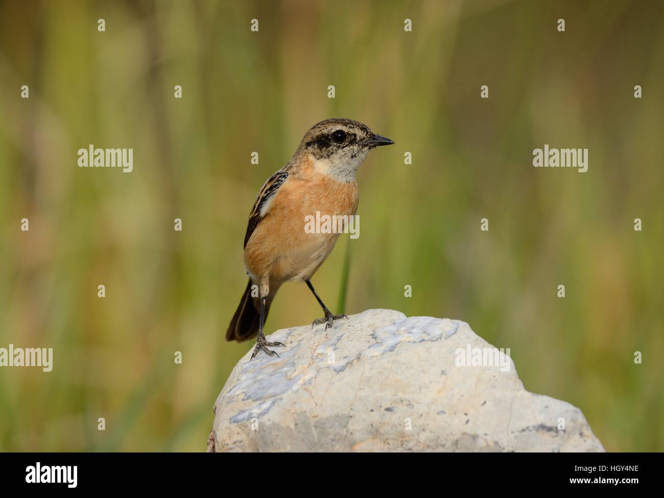 beautiful female Eastern Stonechat (Saxicola stejnegeri) standing on ...