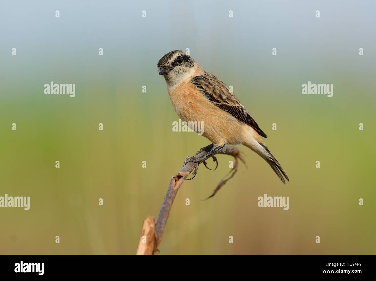 beautiful female Eastern Stonechat (Saxicola stejnegeri) standing on ...