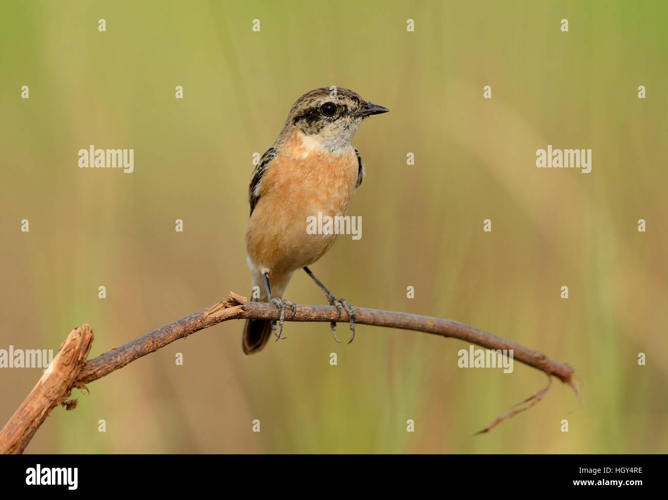 beautiful female Eastern Stonechat (Saxicola stejnegeri) standing on ...