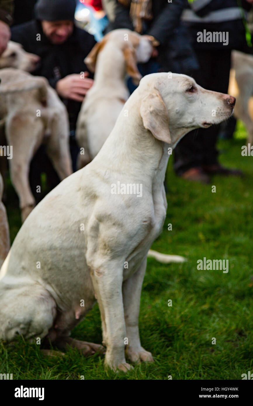 a hound waiting for the beginning of the hunt Stock Photo - Alamy