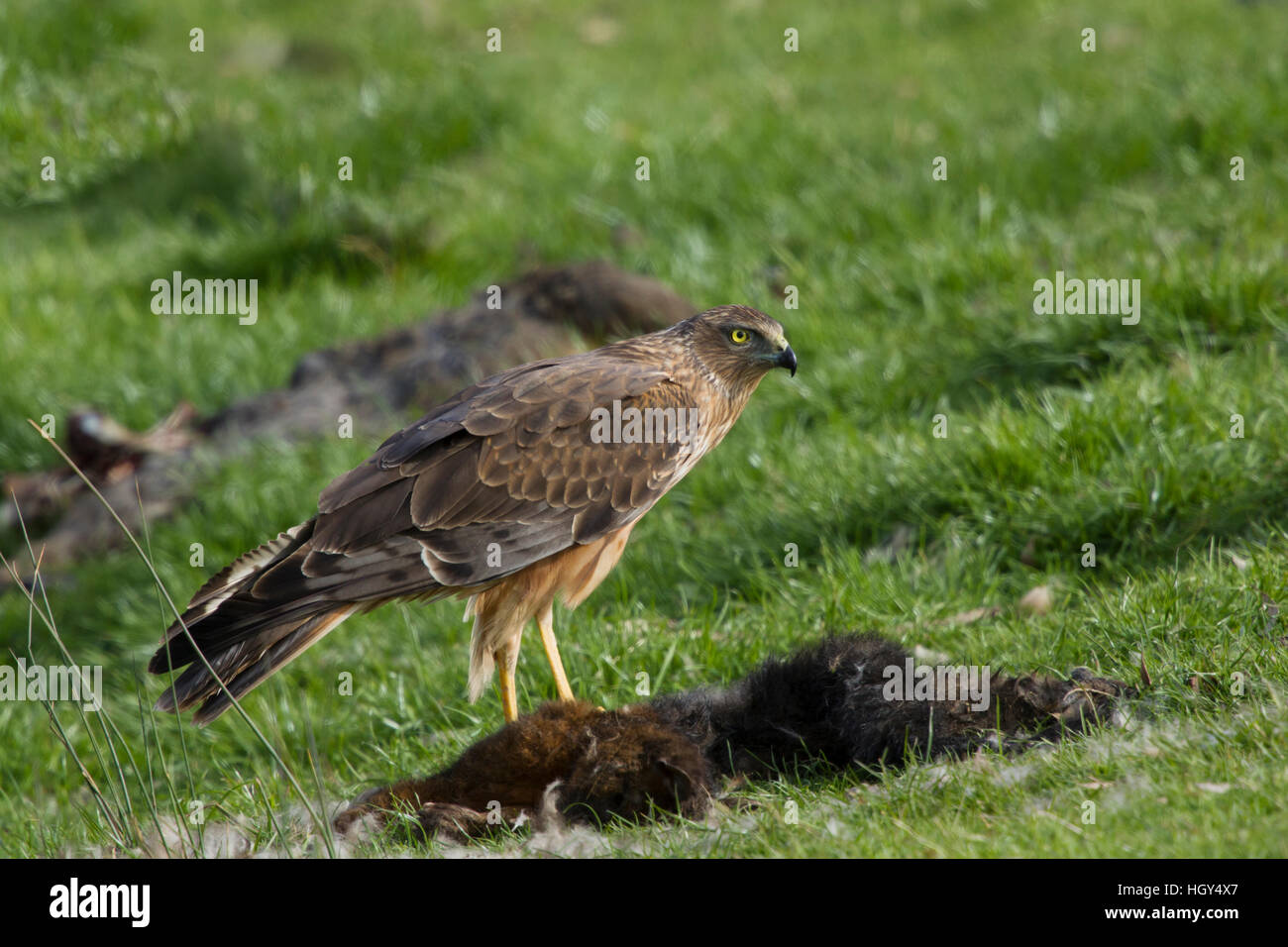 Swamp Harrier - feeding on dead possum Circus approximans Bruny Island ...