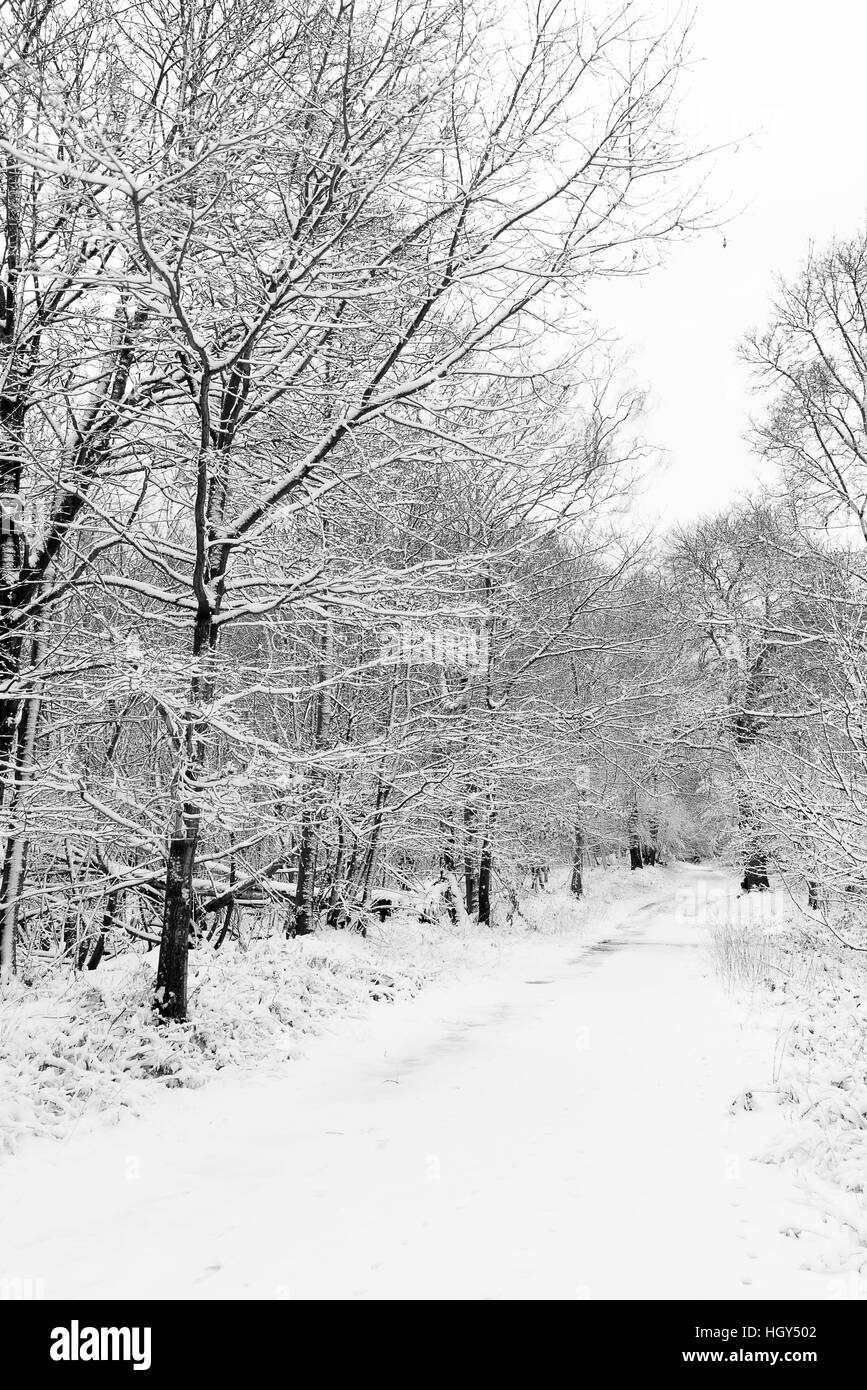 Tree line forest path in the snow Stock Photo - Alamy
