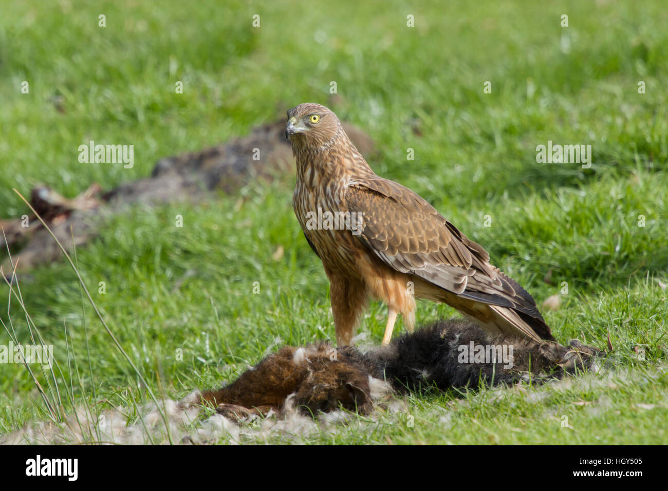 Swamp Harrier - feeding on dead possum Circus approximans Bruny Island ...
