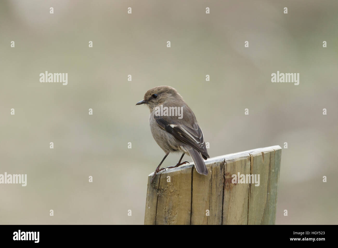 Dusky Robin Melanodryas vittata Tasmania Australia BI031285 Stock Photo ...