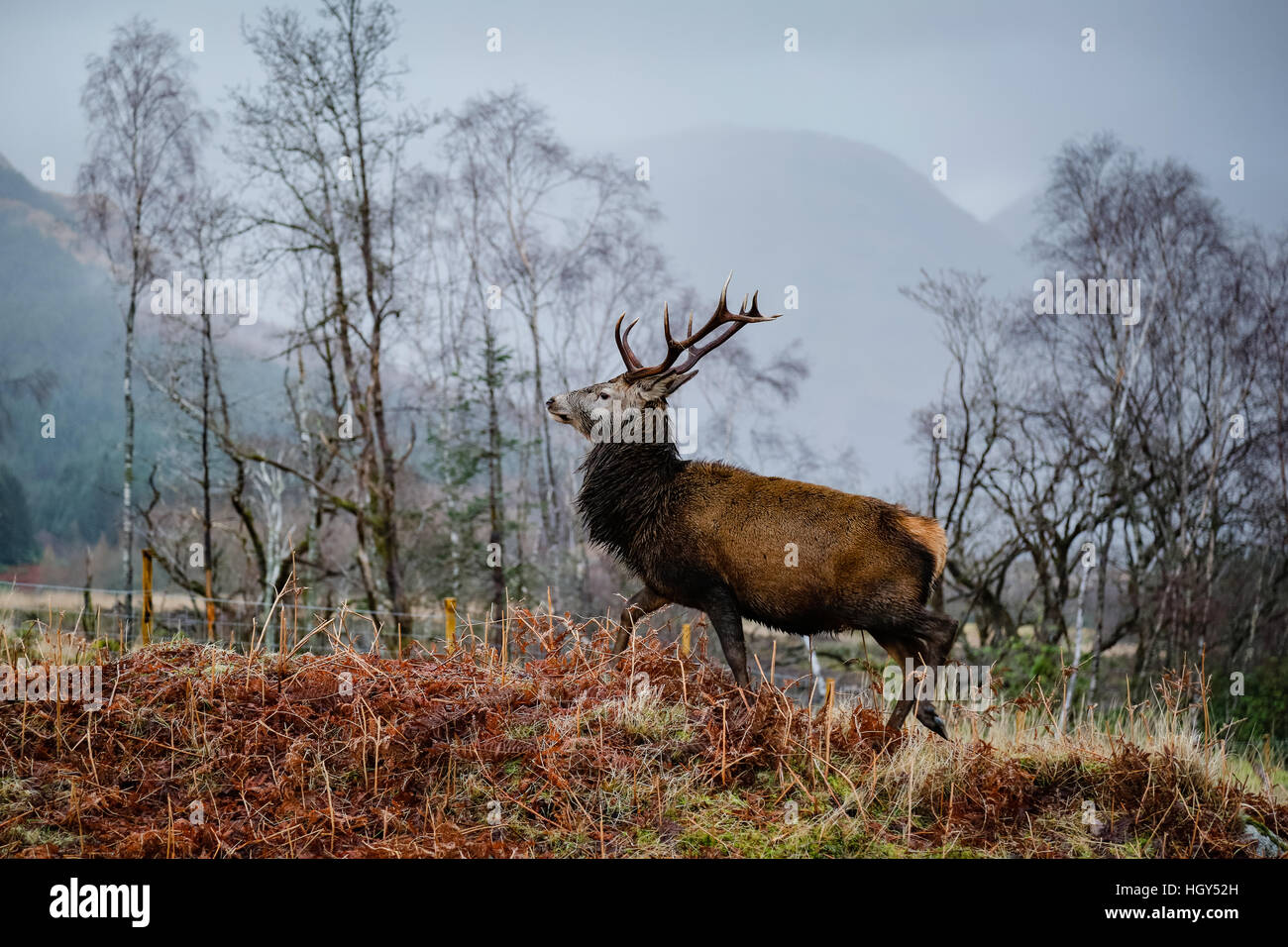 deer in scotland during winter against a wild background Stock Photo ...
