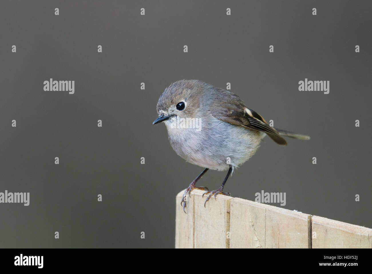 Dusky Robin Melanodryas vittata Tasmania Australia BI031288 Stock Photo ...